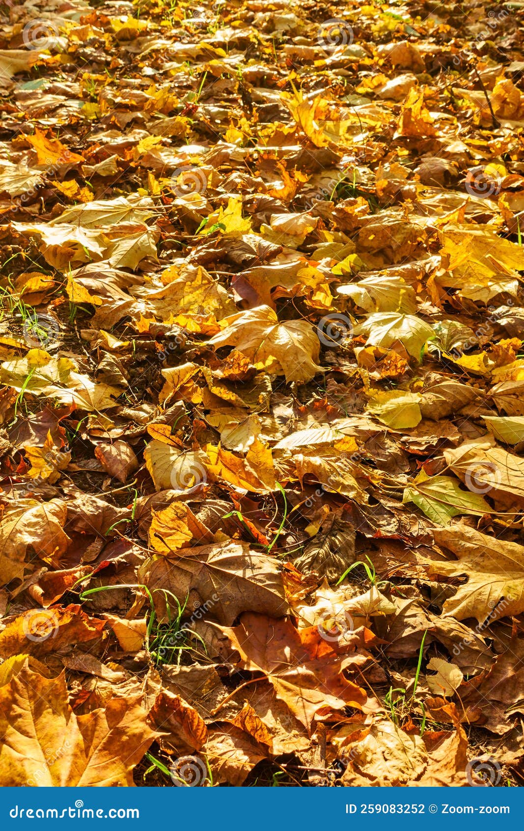 Yellow Fallen Leaves on the Ground Stock Photo - Image of light ...
