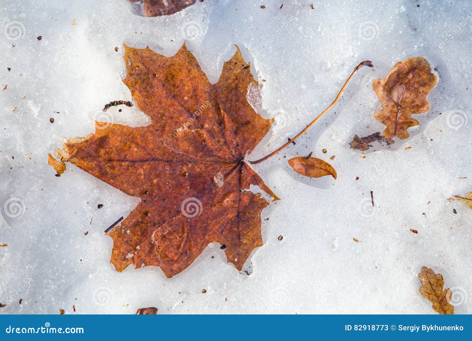 Yellow Fallen Leaves Lying Down on Melting Snow Stock Image - Image of ...