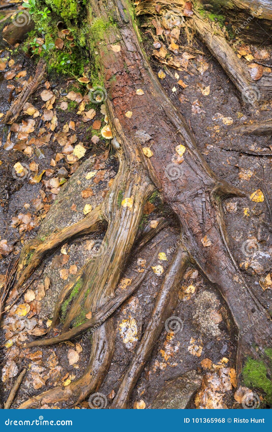 Bold Tree Roots and Fallen Autumn Leaves Stock Photo - Image of tree ...