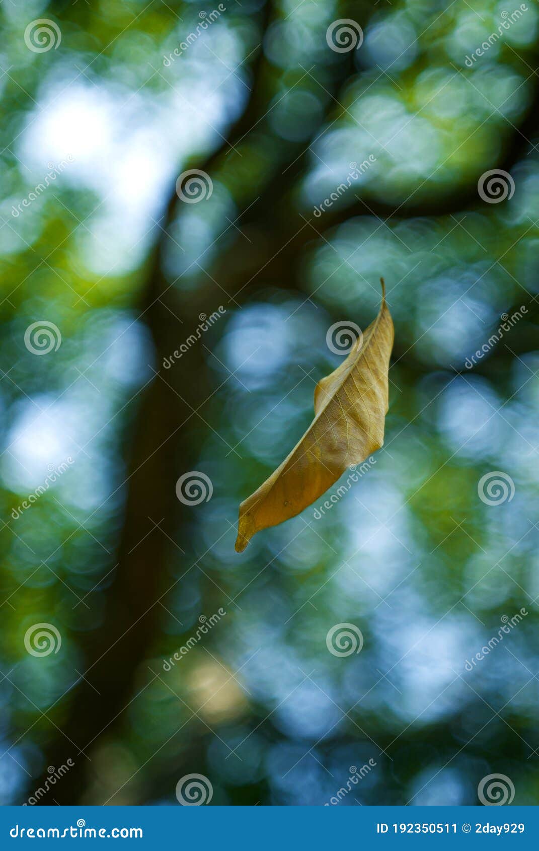 Old Man And Falling Leaf Stock Photo | CartoonDealer.com #202250508
