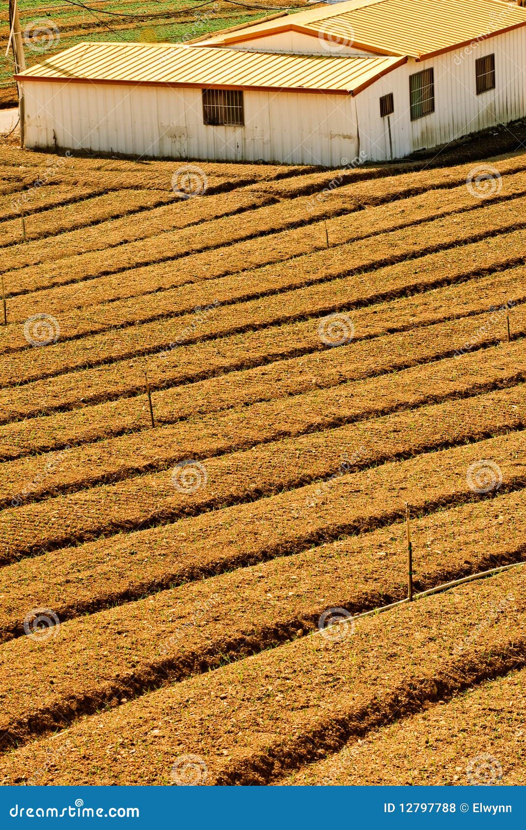 Yellow farm stock photo. Image of farm, fall, beauty - 12797788