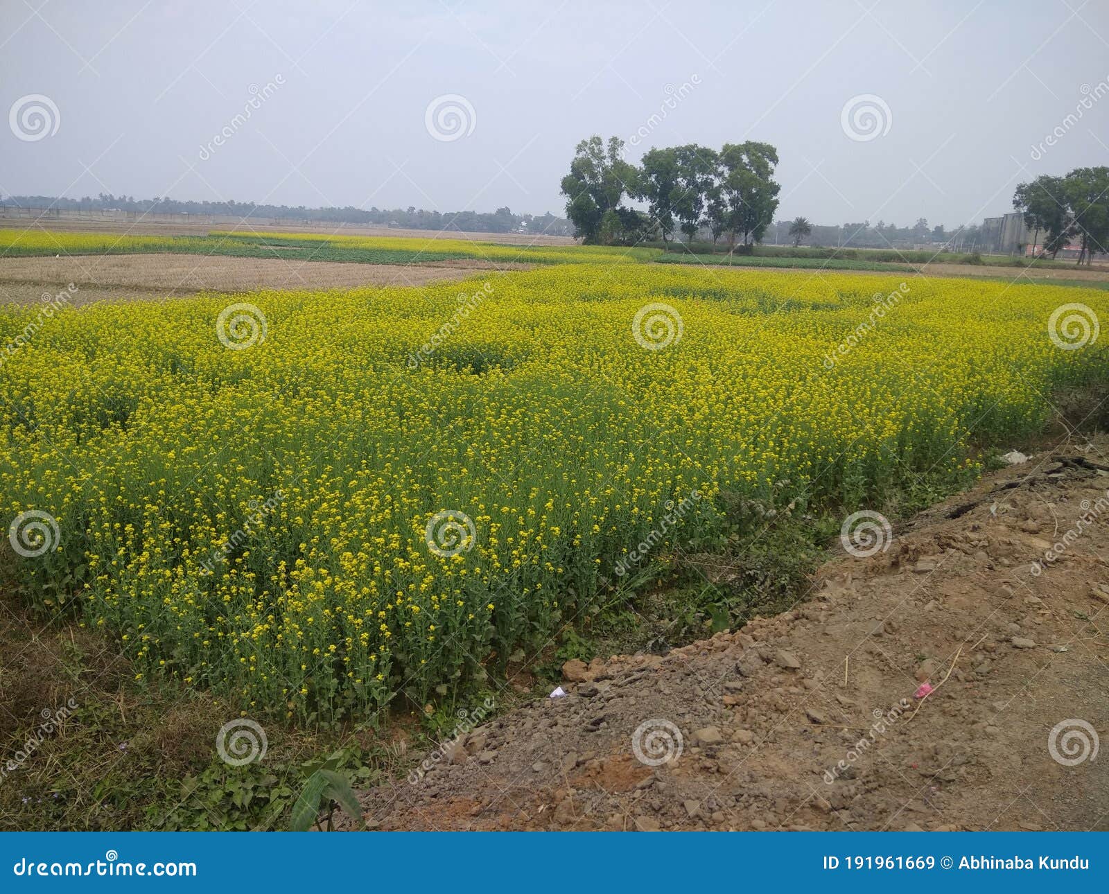 Yellow Farm with Blue Sky, Nature Concept Stock Image - Image of ...