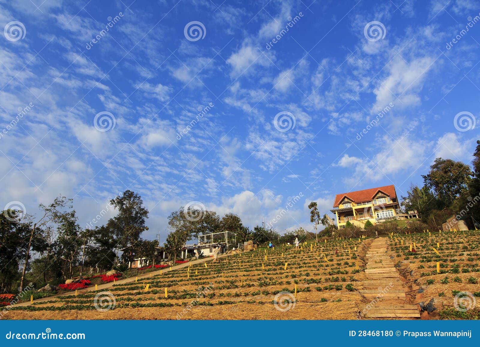 Yellow farm house cottage stock photo. Image of structure - 28468180