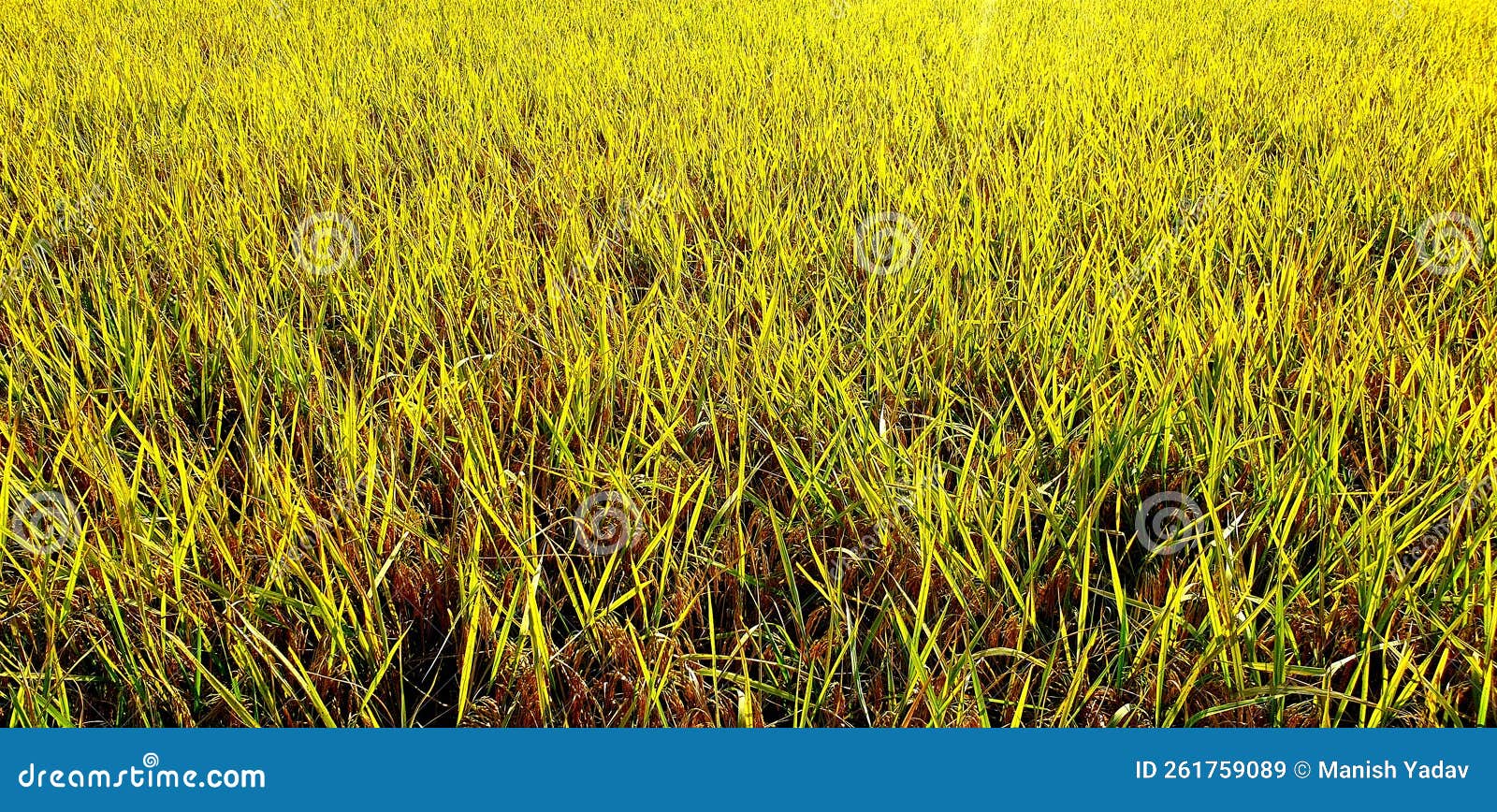 Yellow farm scene stock image. Image of flower, meadow - 261759089