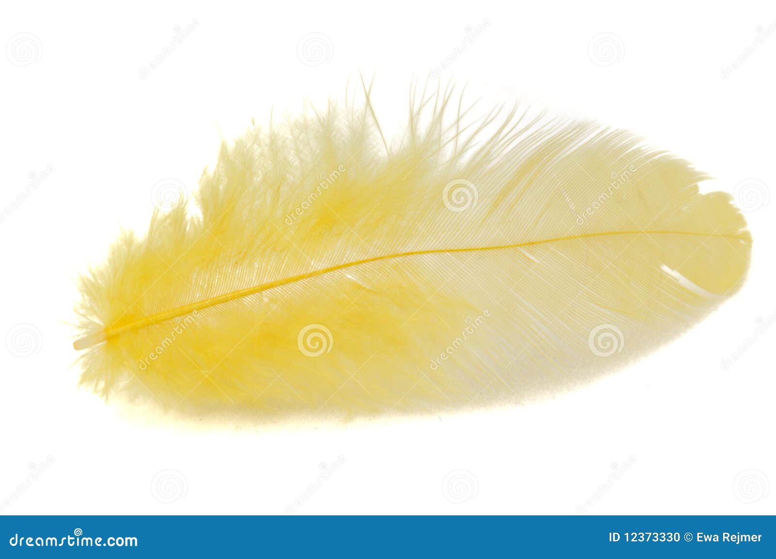 Yellow feather stock photo. Image of macro, yellow, white - 12373330