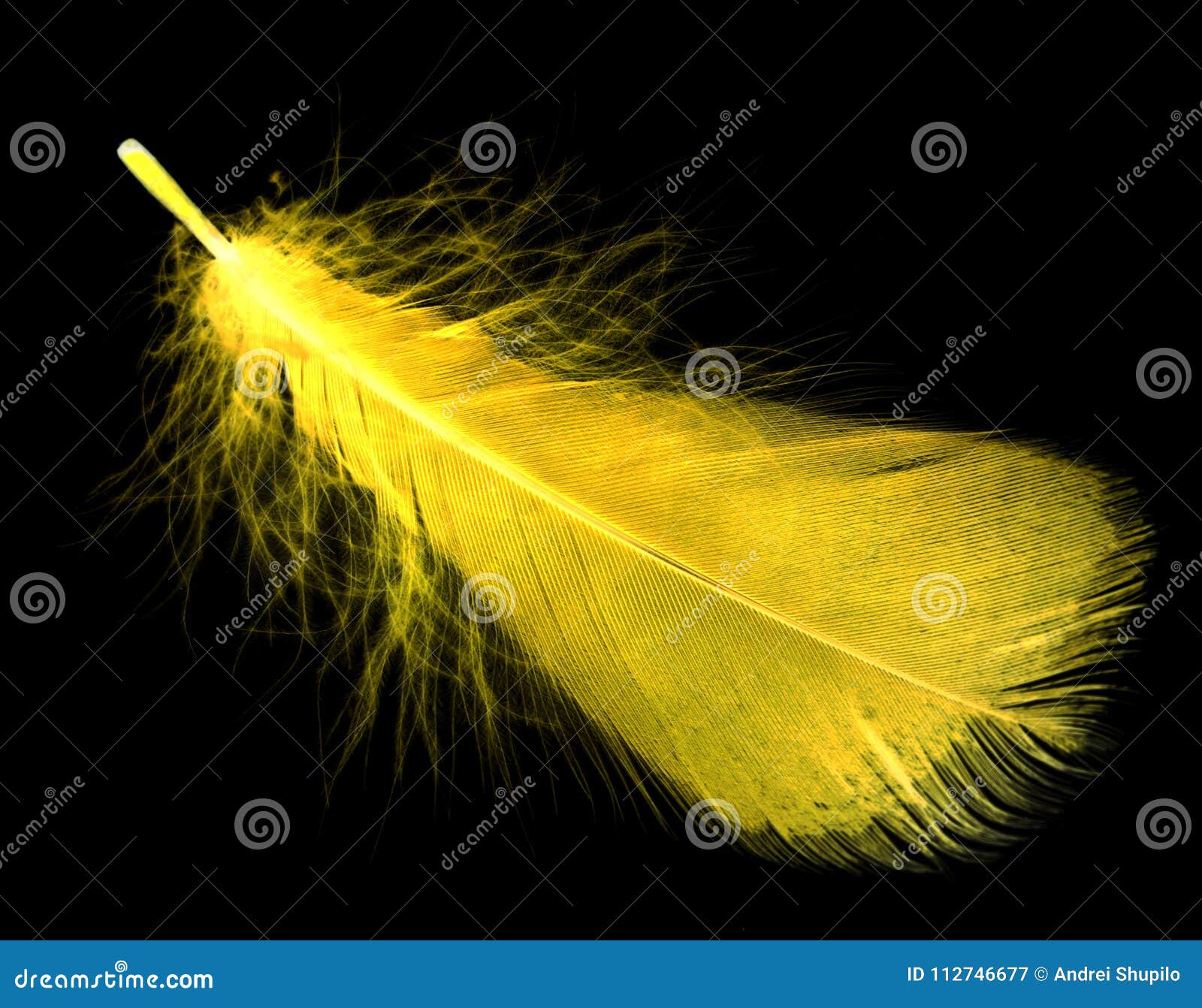 Yellow Feather on a Black Background Stock Image - Image of abstract ...