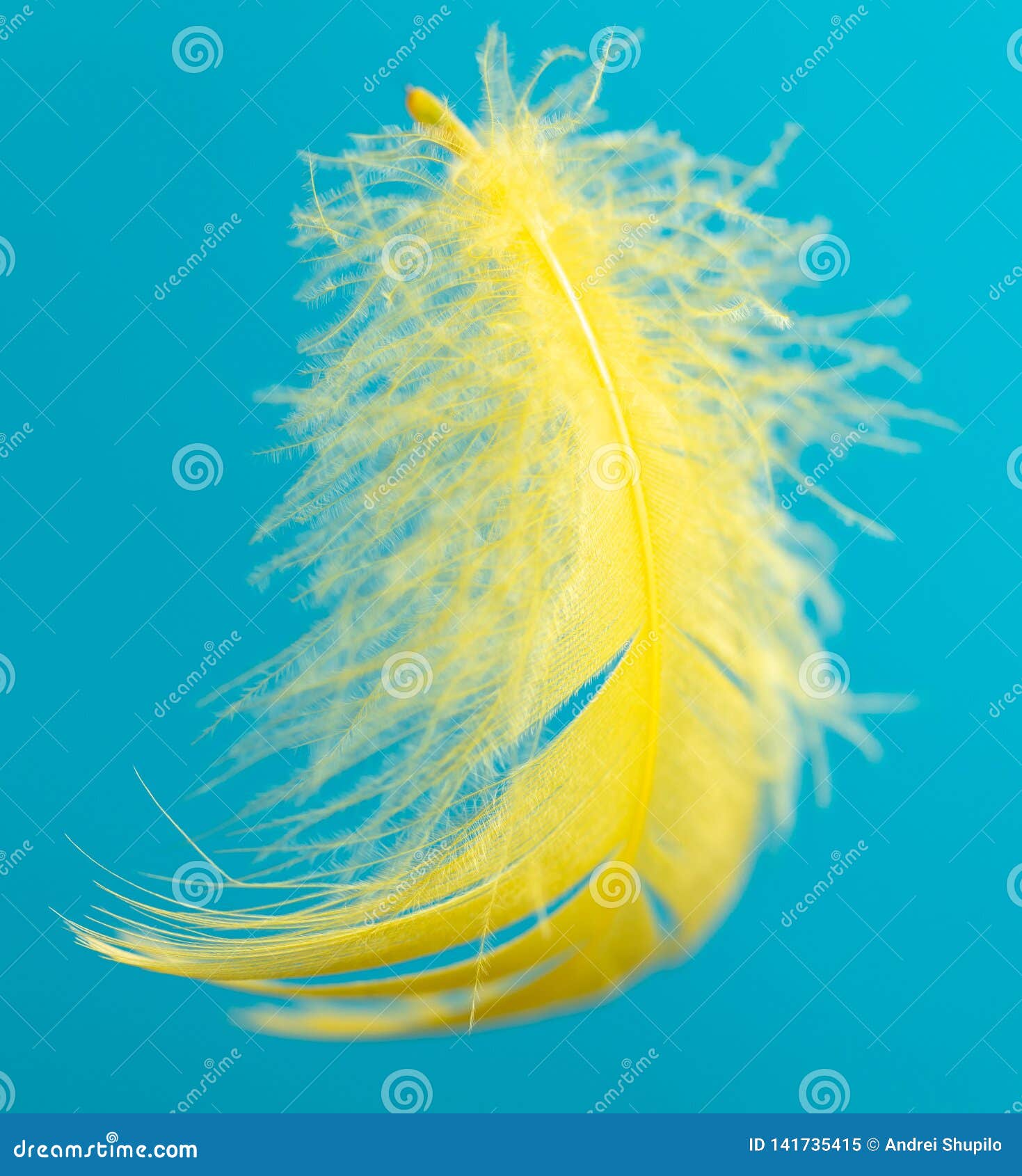 Yellow Feather Isolated on Blue Background Stock Image - Image of ...