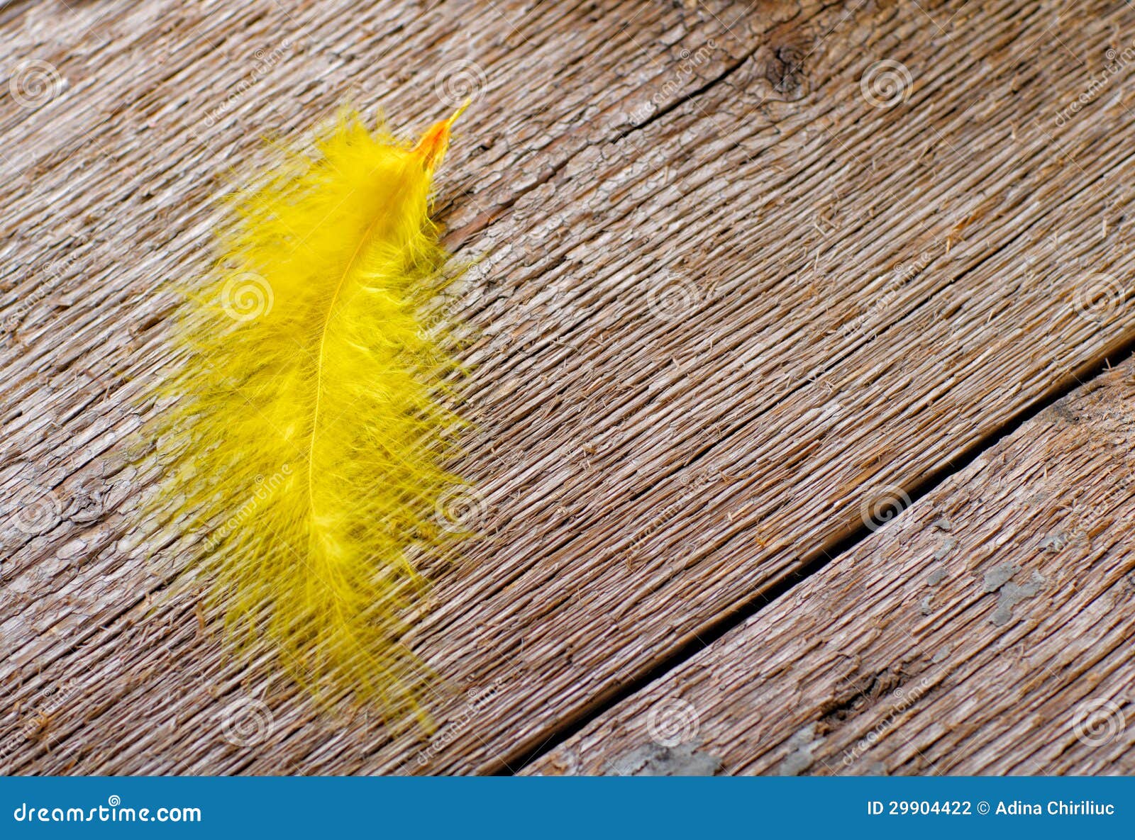 Yellow feather stock photo. Image of avian, weightless - 29904422