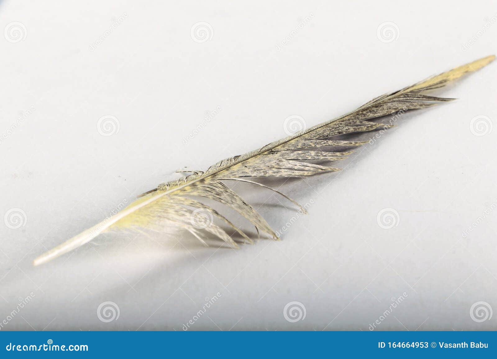 Yellow Feather in White Background Stock Image - Image of fragile ...