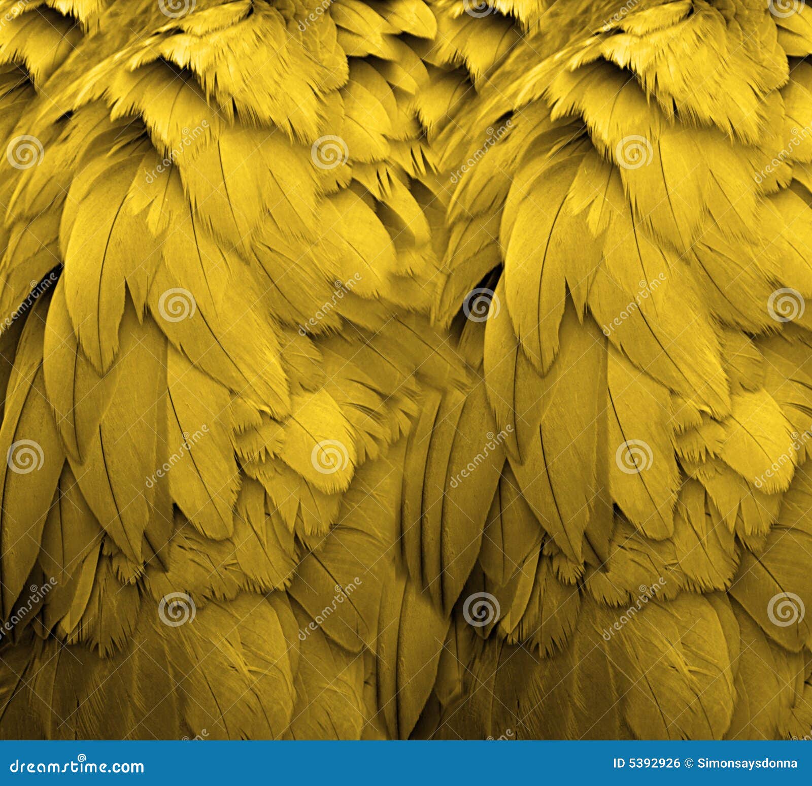 Yellow Feathers stock photo. Image of color, details, nature - 5392926