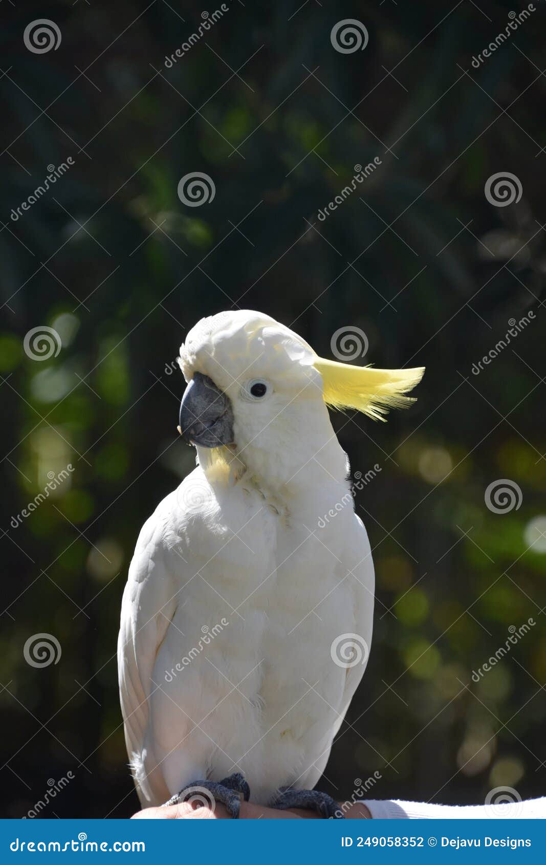 Yellow Feathers on the Crown of a Cockatoo Stock Photo - Image of fowl ...
