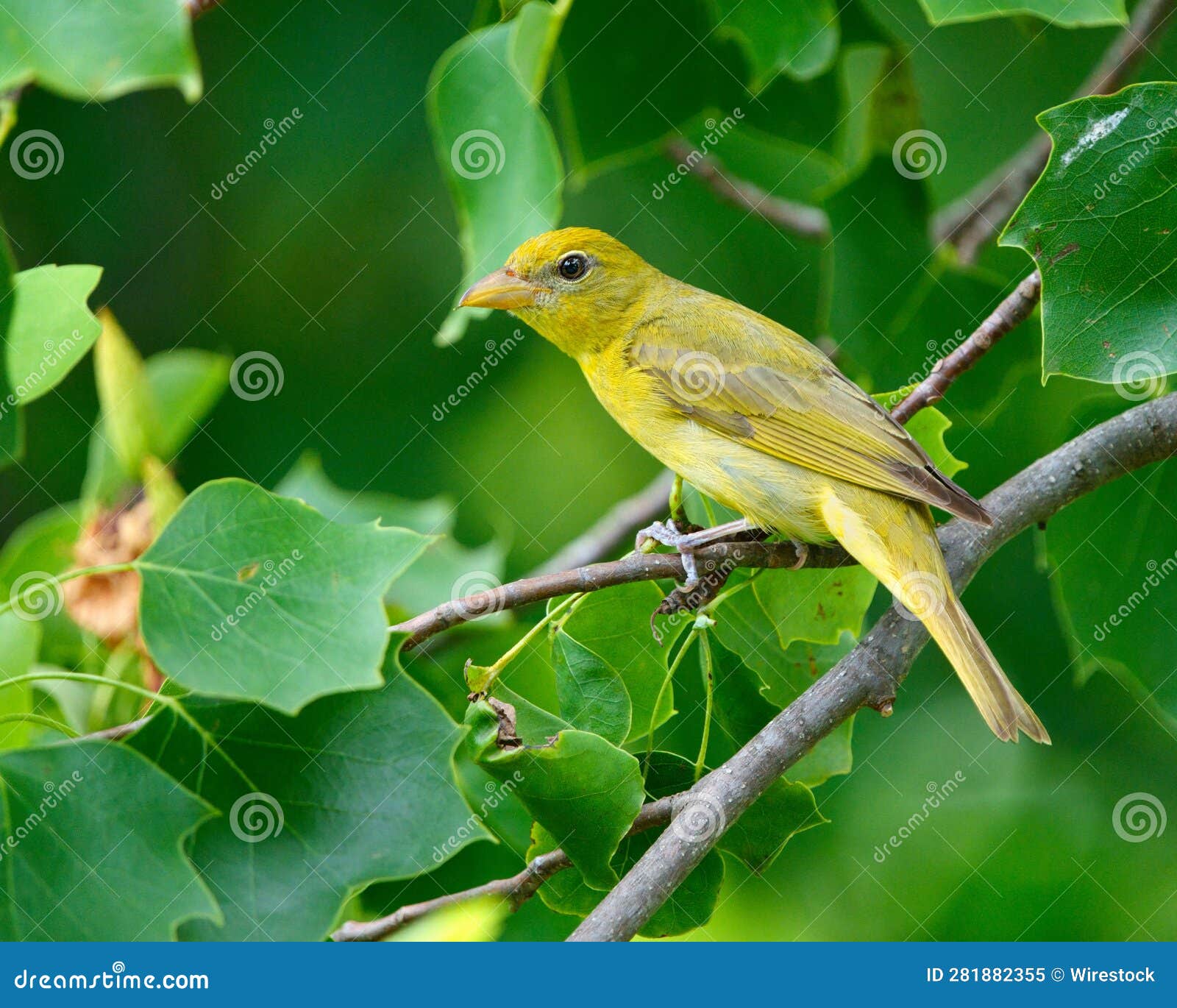 Yellow Female Summer Tanager Perching on Tree Branch Stock Image ...