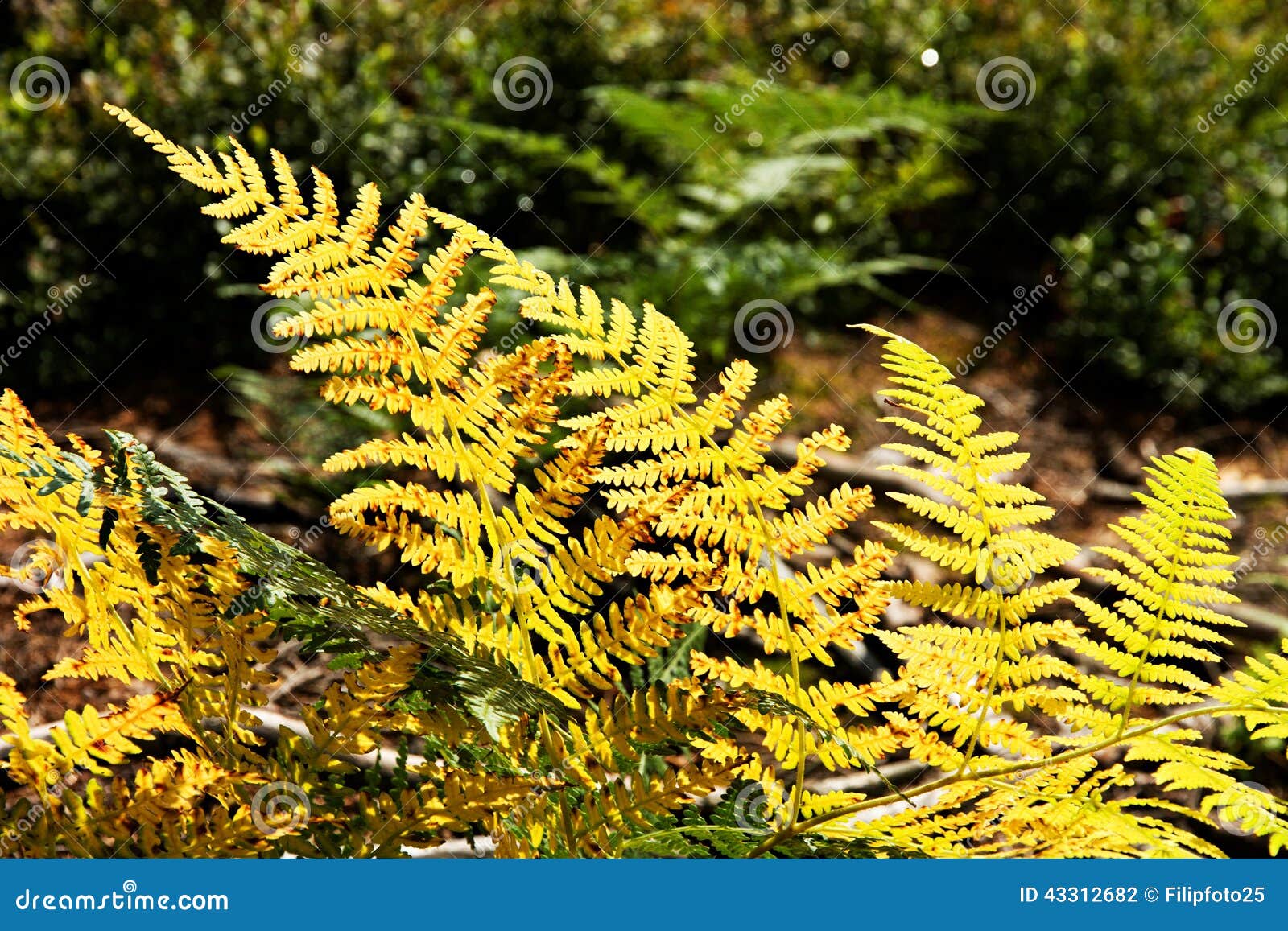 Yellow fern stock photo. Image of outside, nature, yellow - 43312682