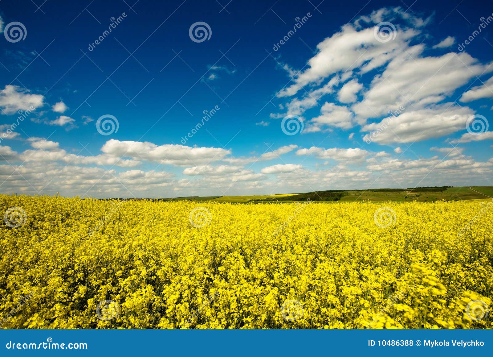 Yellow field stock photo. Image of growth, rural, plant - 10486388