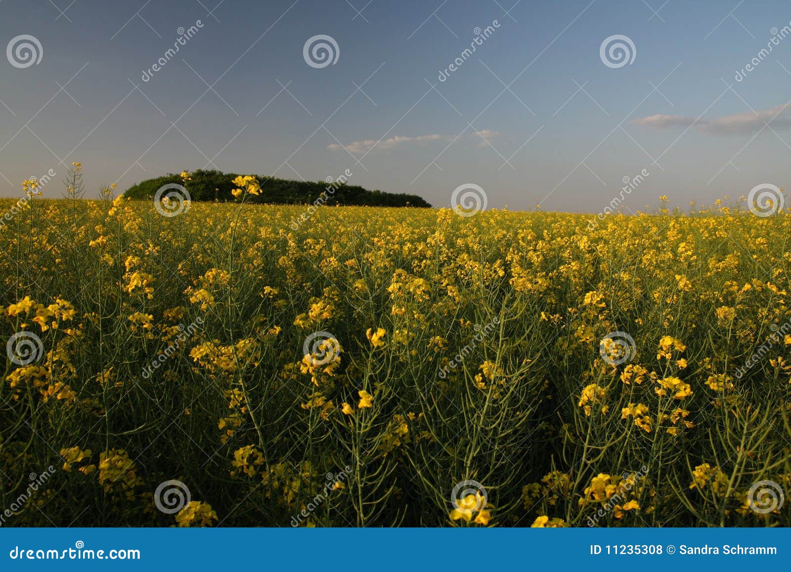 Yellow field stock photo. Image of growth, sunlight, field - 11235308