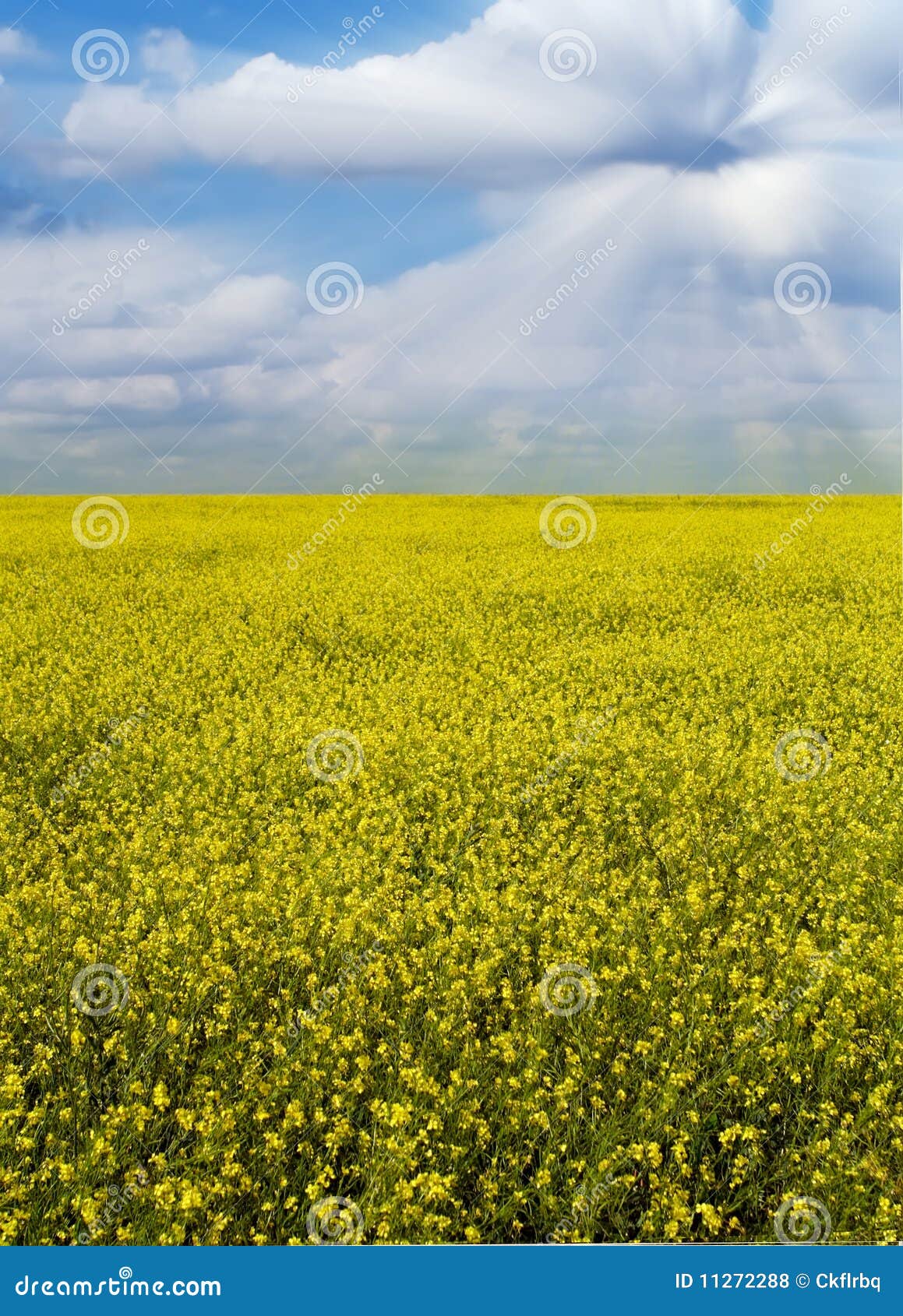 Yellow field stock photo. Image of growth, land, landscaped - 11272288