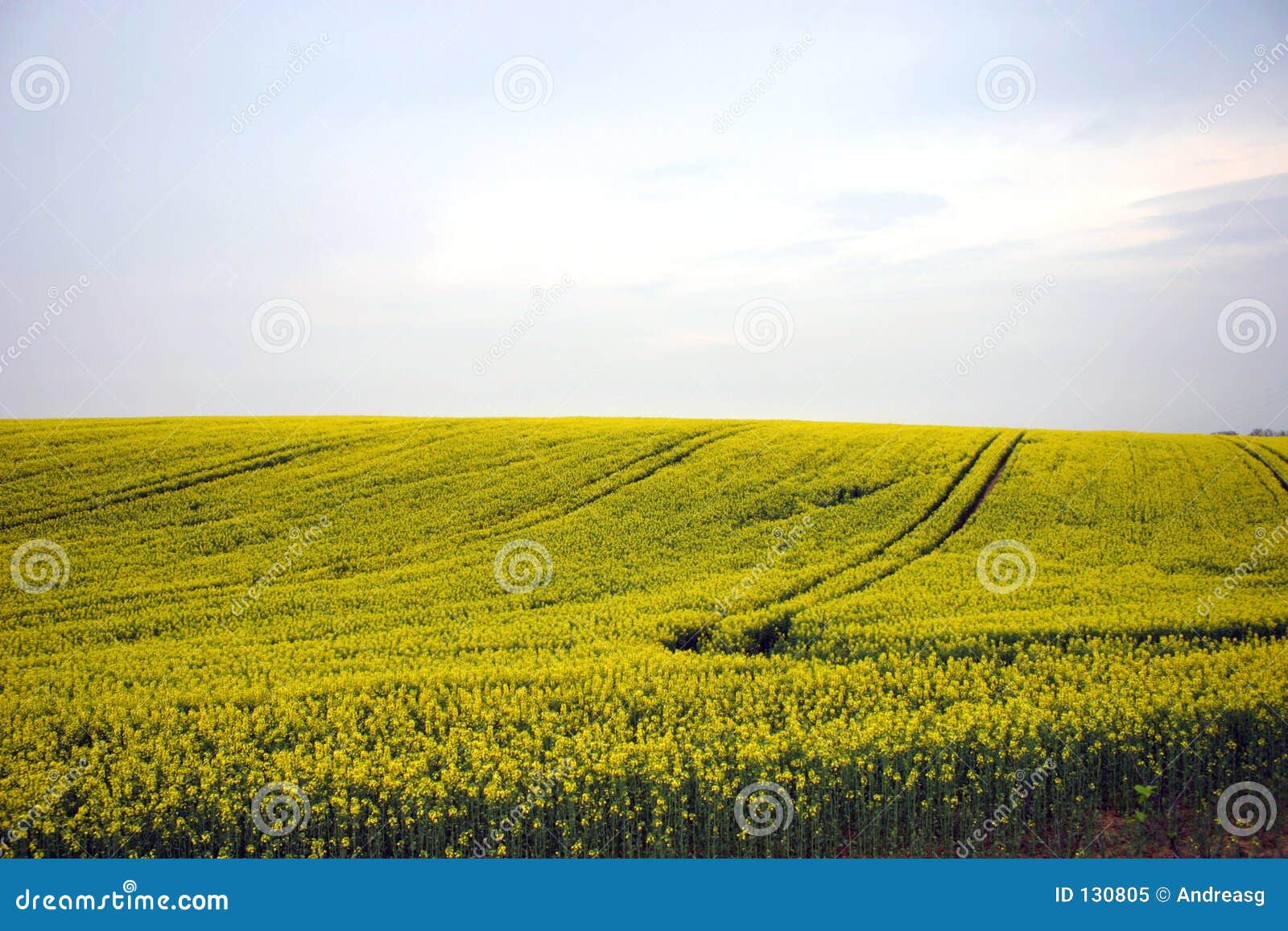 Yellow field stock image. Image of yellow, farm, agriculture - 130805