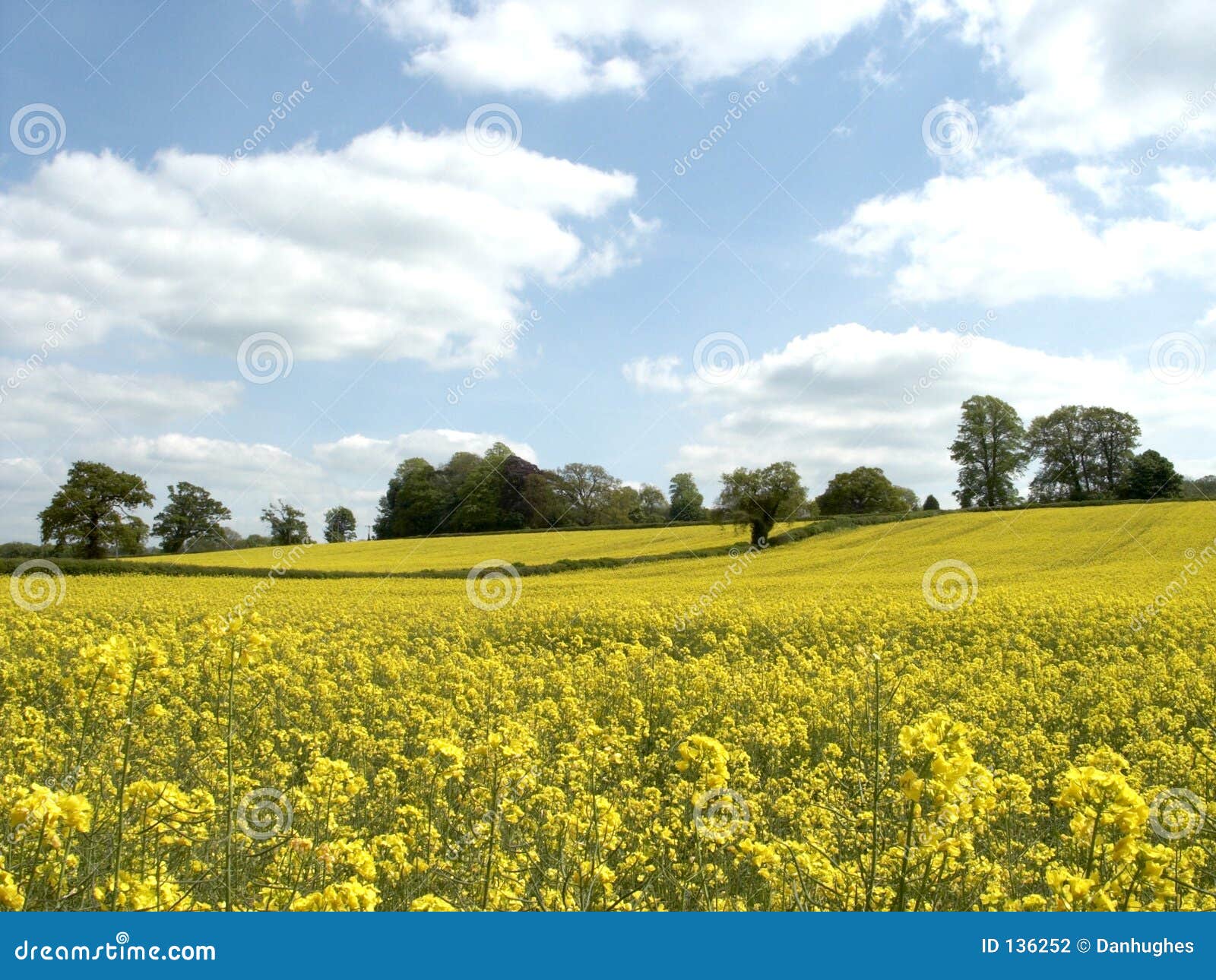 Yellow field stock photo. Image of agriculture, space, kingdom - 136252