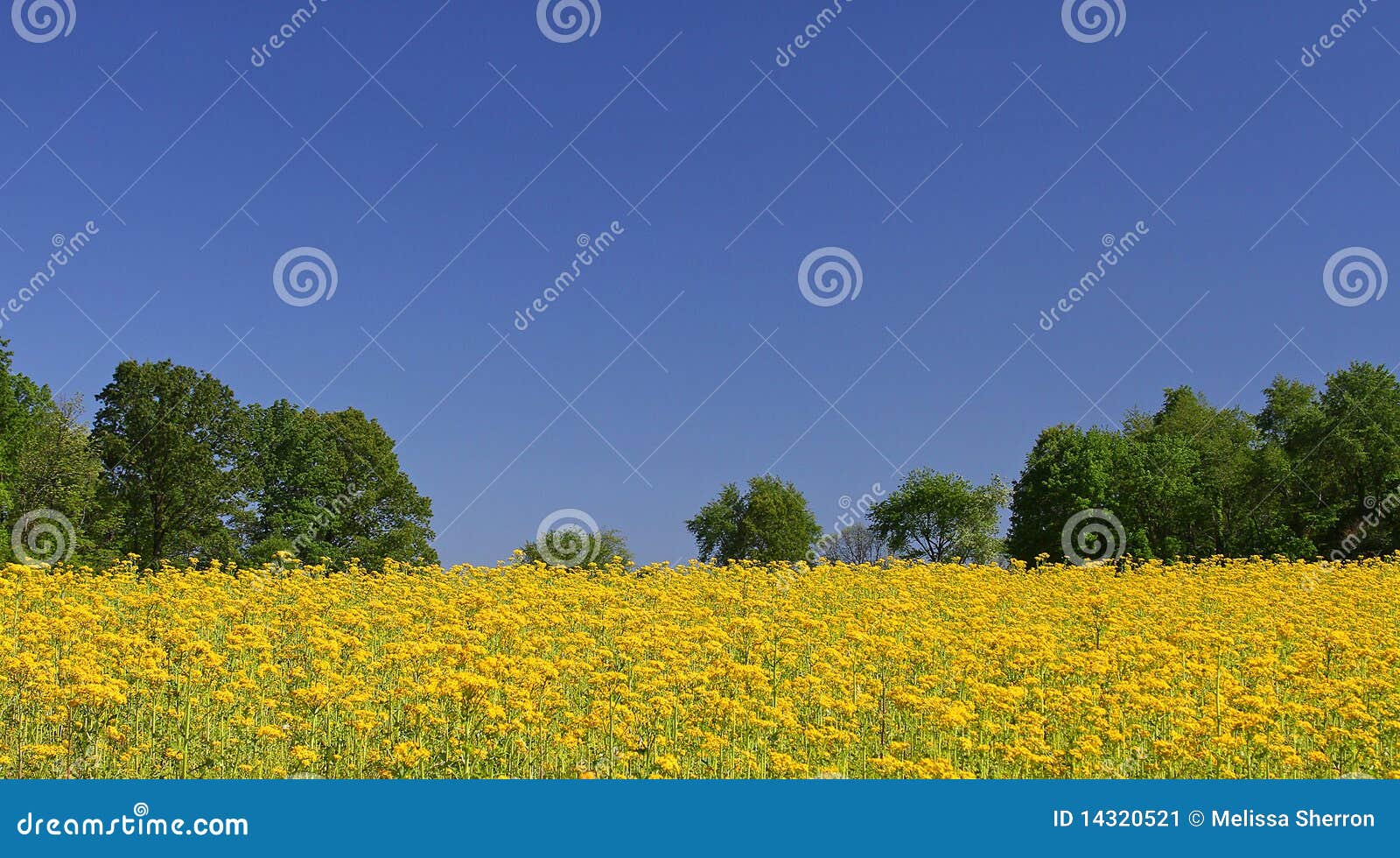 Yellow field stock image. Image of trees, plants, landscape - 14320521