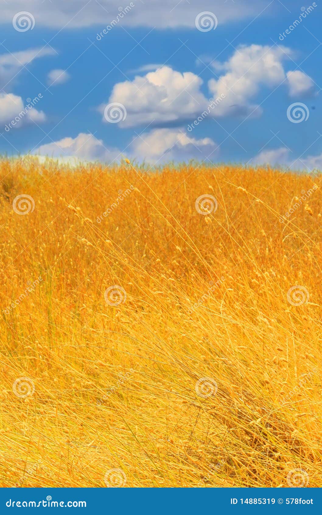 Yellow field stock image. Image of gold, yellow, cereal - 14885319