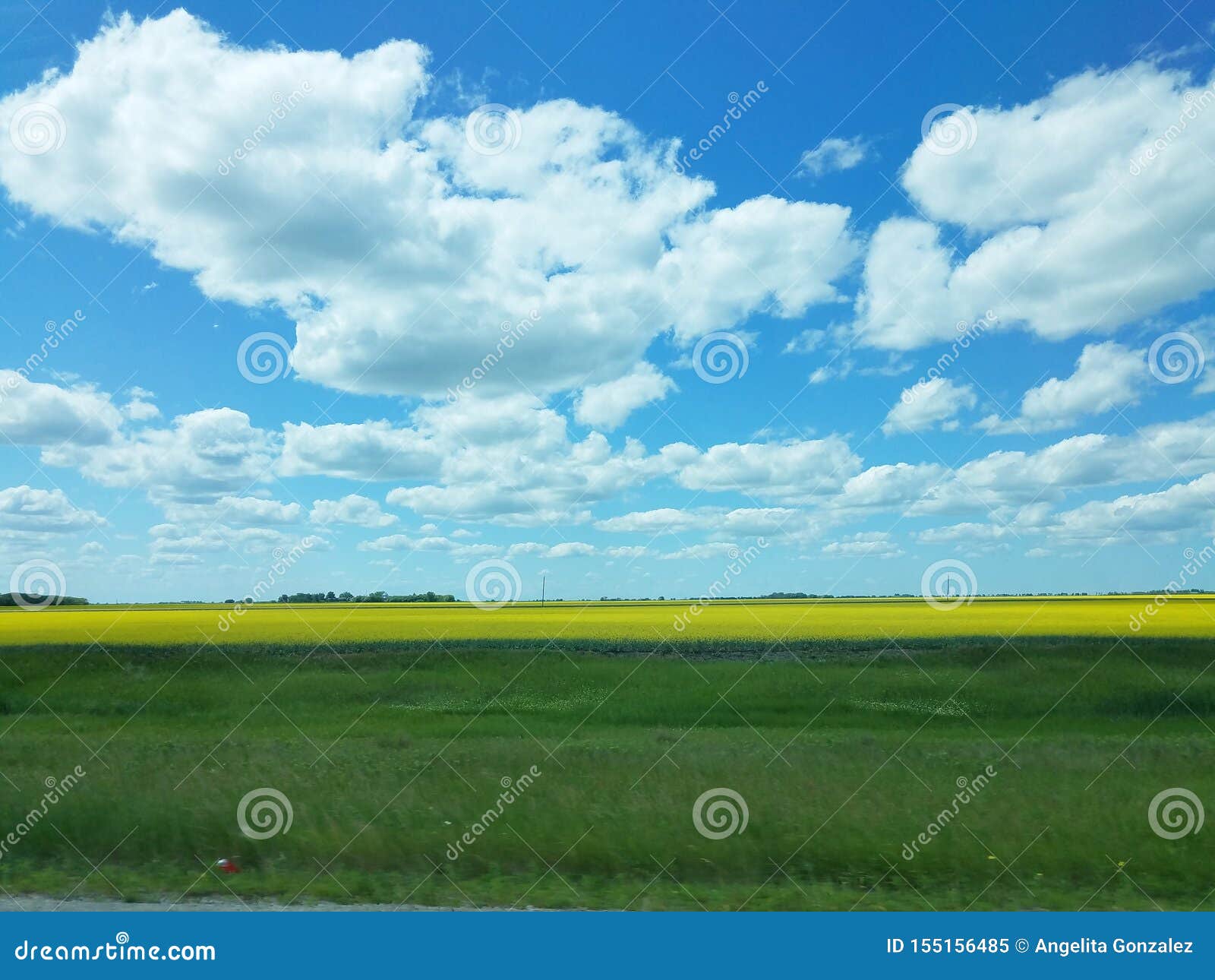 Yellow Field stock image. Image of field, canada, manitoba - 155156485