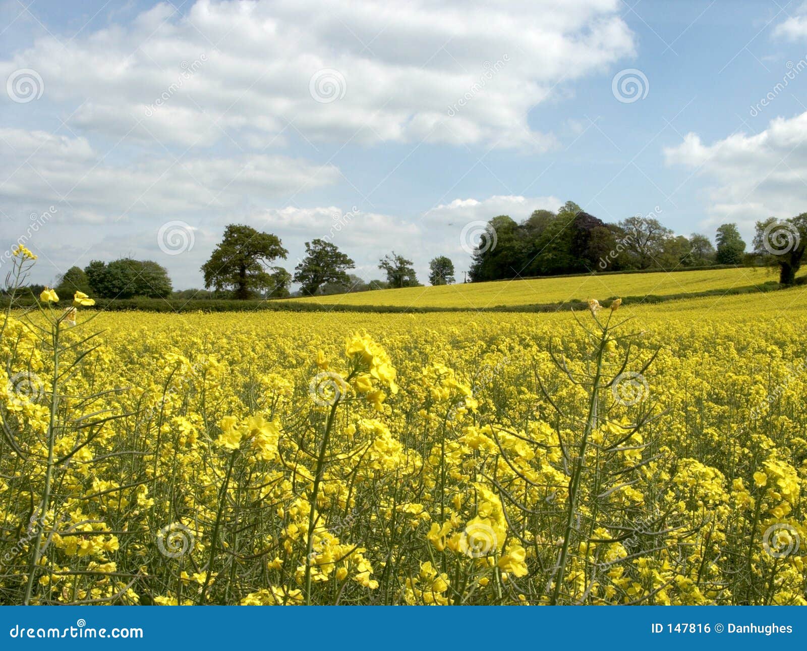 Yellow field_2 stock photo. Image of nature, space, wide - 147816