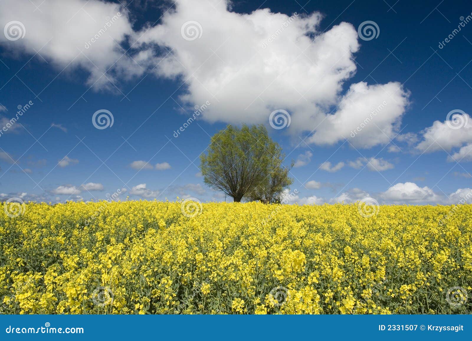 Yellow Field stock image. Image of upward, vibrant, tree - 2331507