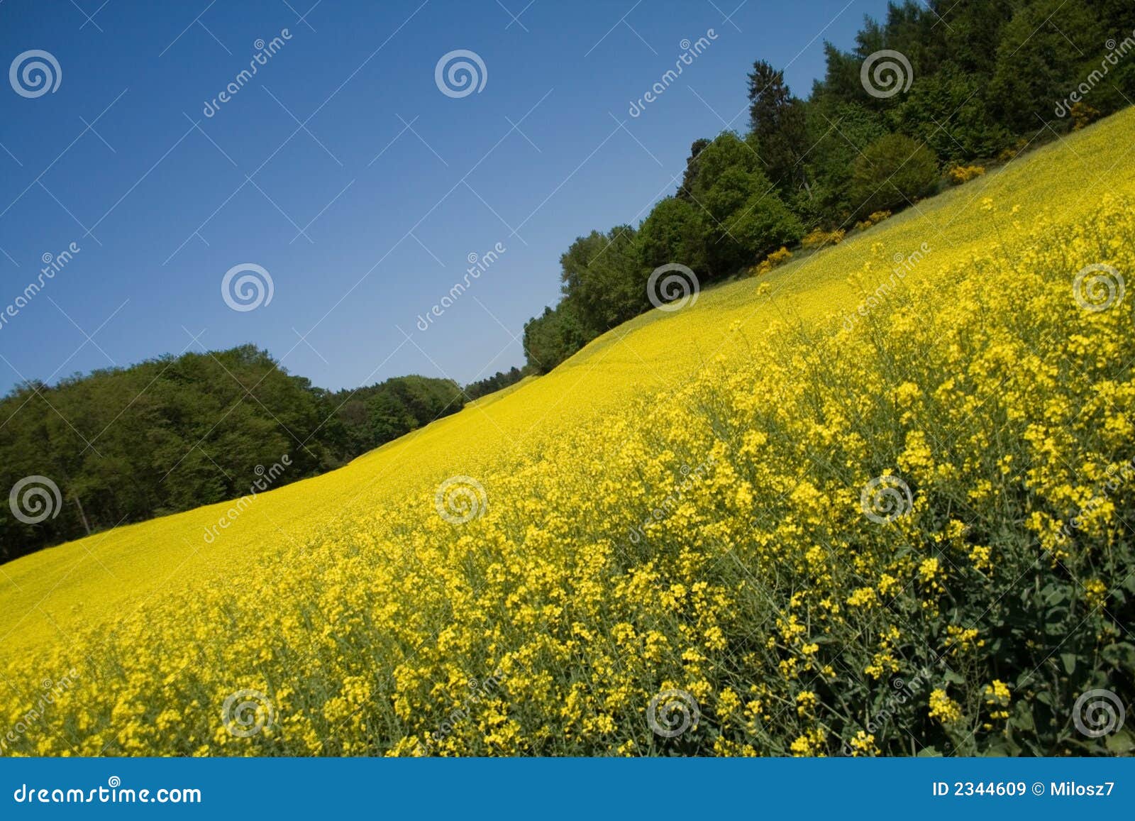 Yellow field stock image. Image of travel, trees, germany - 2344609