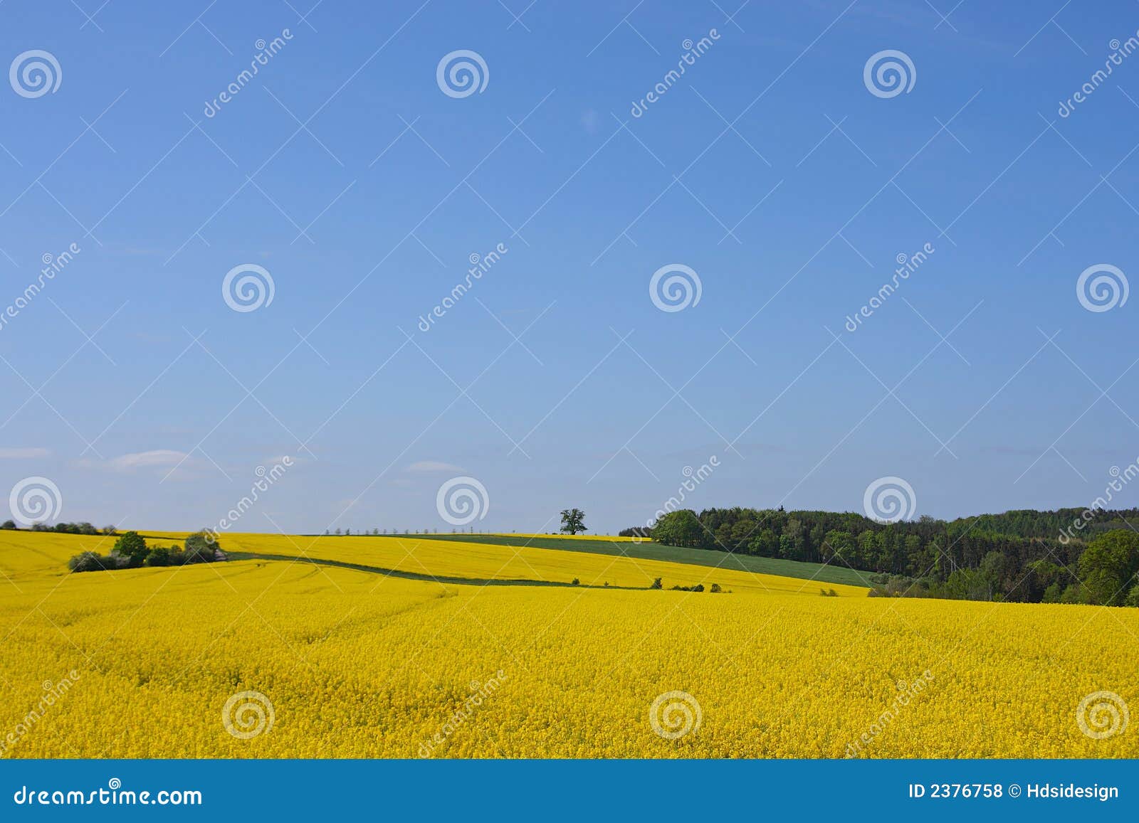 Yellow field stock photo. Image of skyscape, nature, agriculture - 2376758