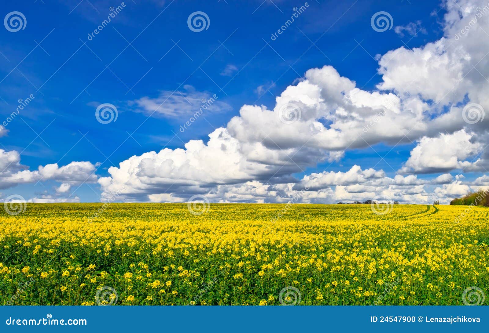 Yellow field stock photo. Image of plant, blossom, harvesting - 24547900