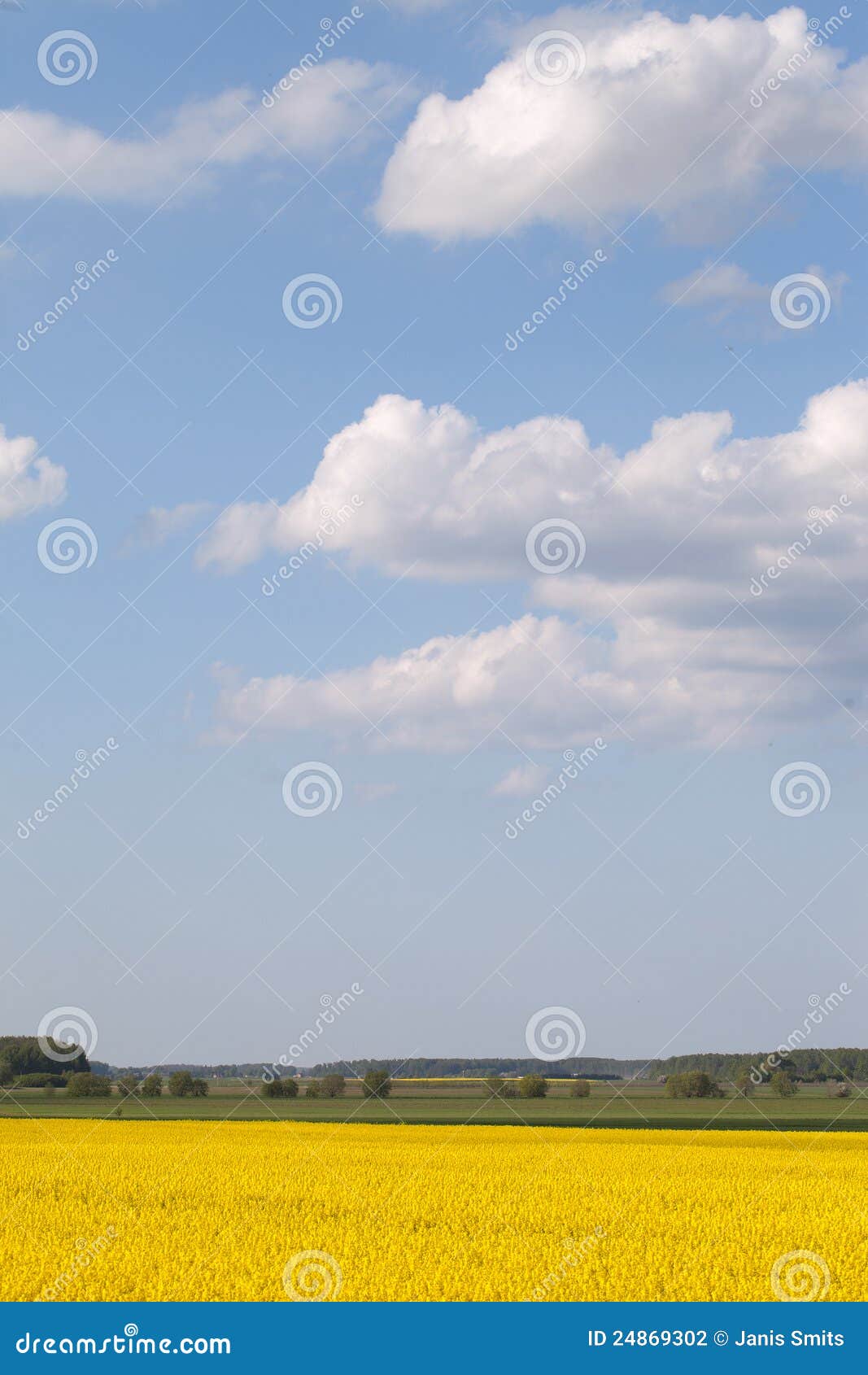 Yellow field. stock photo. Image of canola, farm, country - 24869302