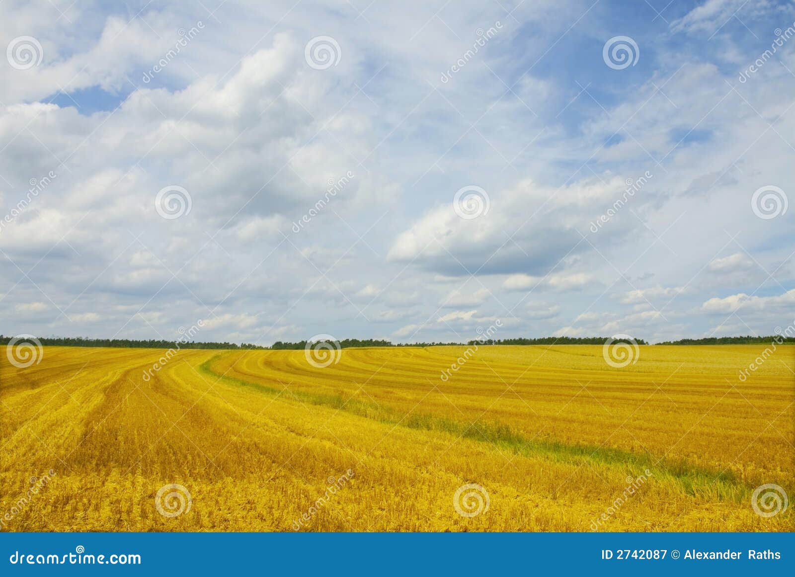 Yellow field stock image. Image of stubble, roles, yellow - 2742087
