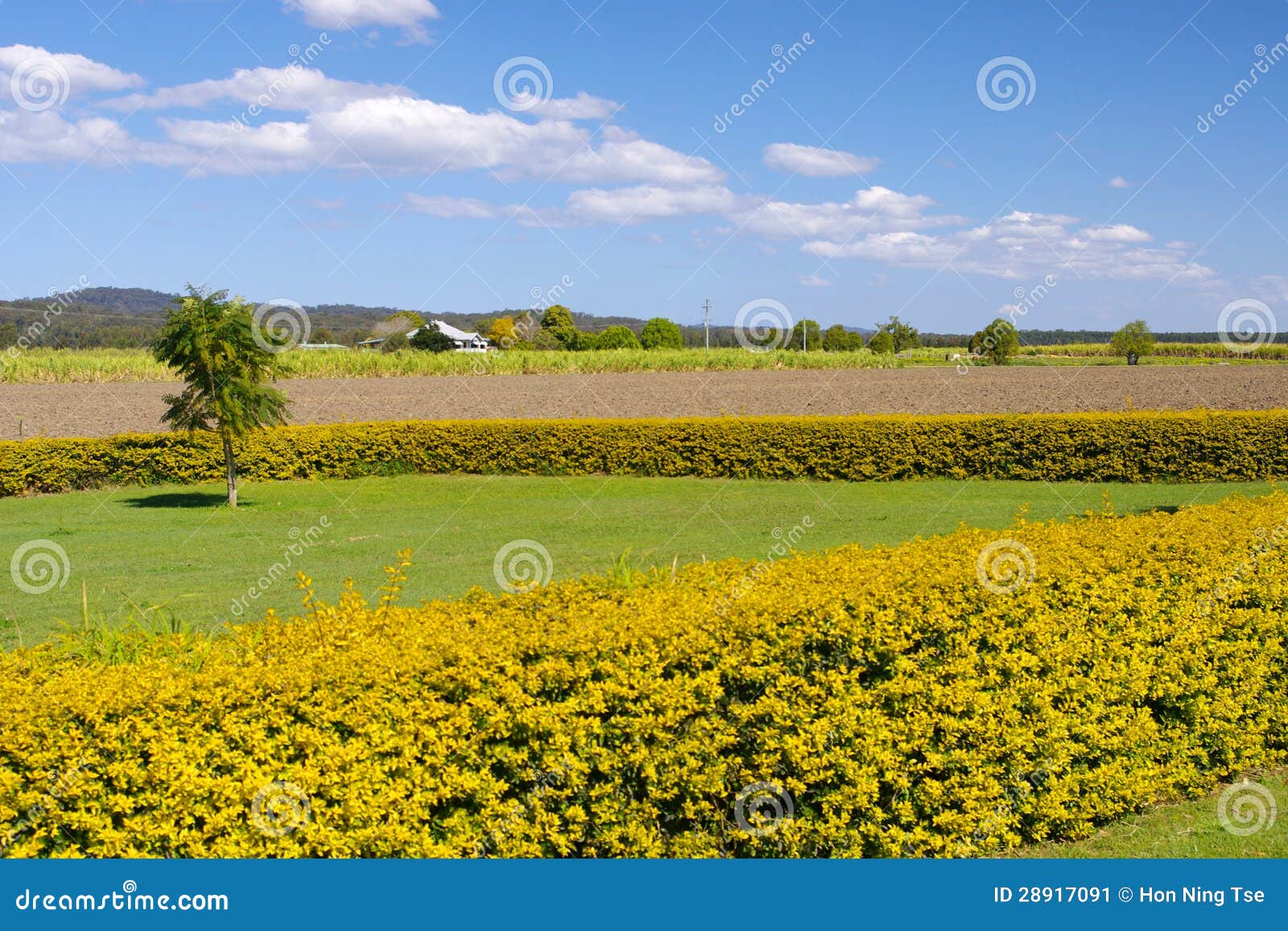 Yellow field stock image. Image of field, yellow, countryside - 28917091