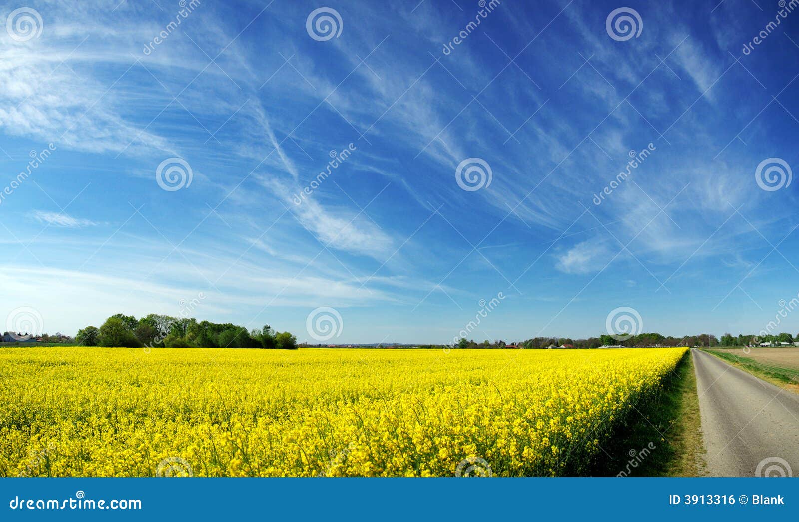 Yellow field stock photo. Image of spring, yellow, nature - 3913316
