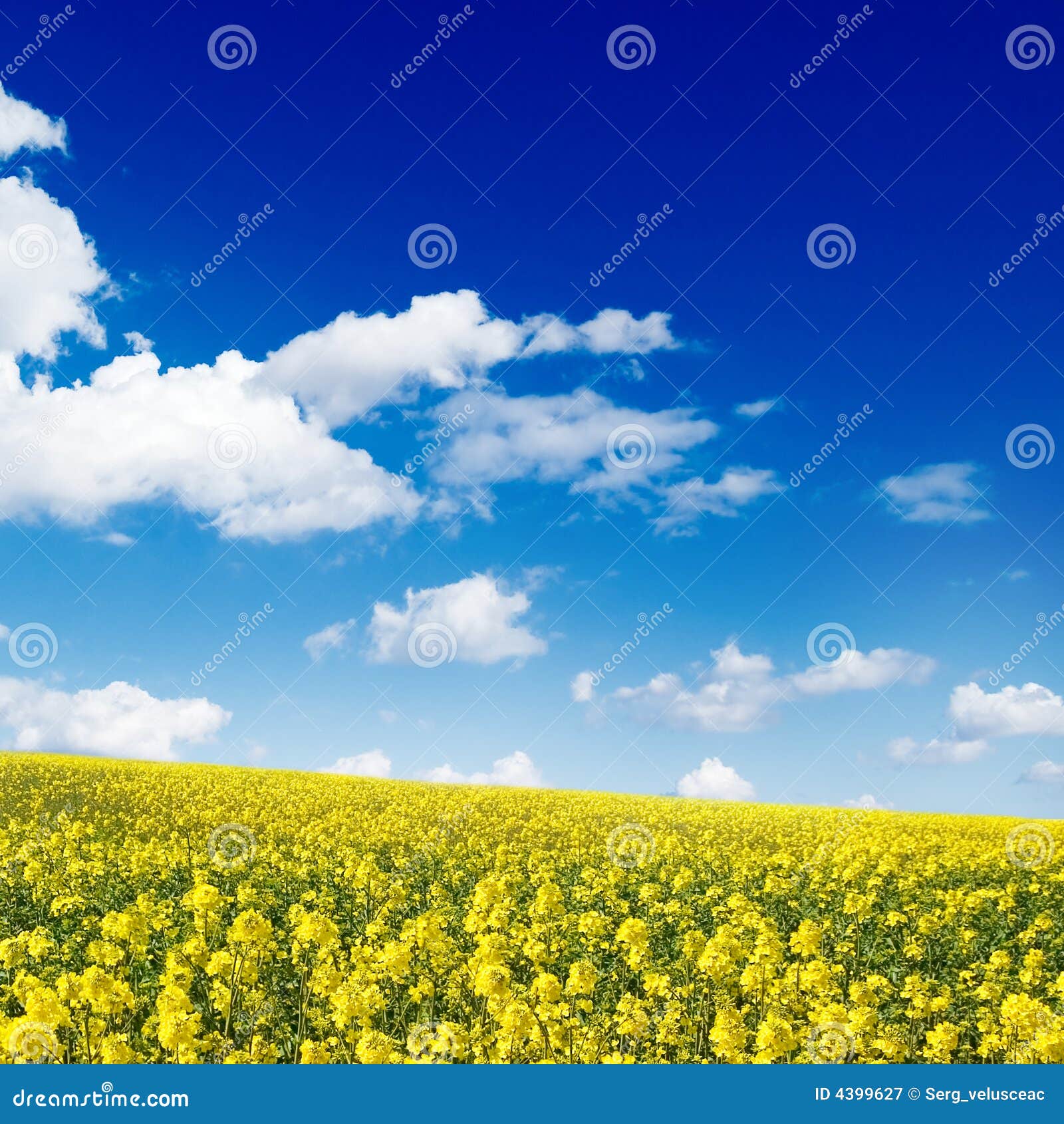 Yellow field stock image. Image of field, beautiful, background - 4399627