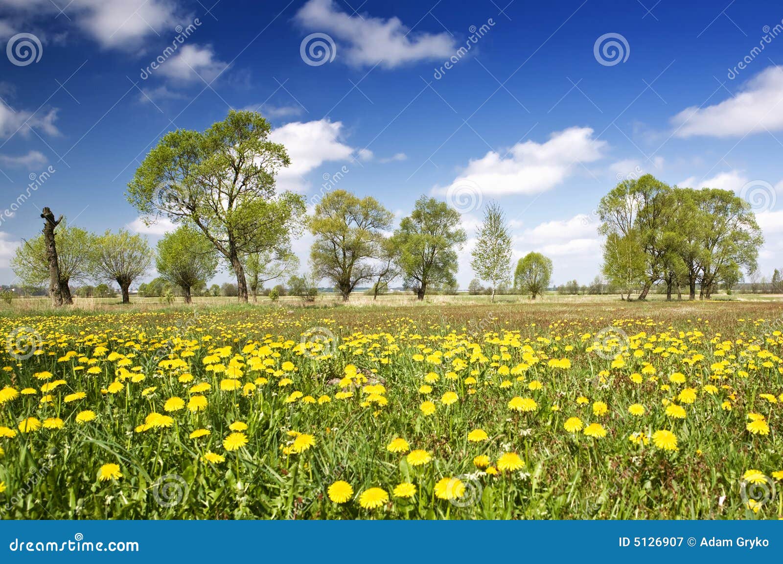 Yellow field stock image. Image of grassland, farm, blossoms - 5126907
