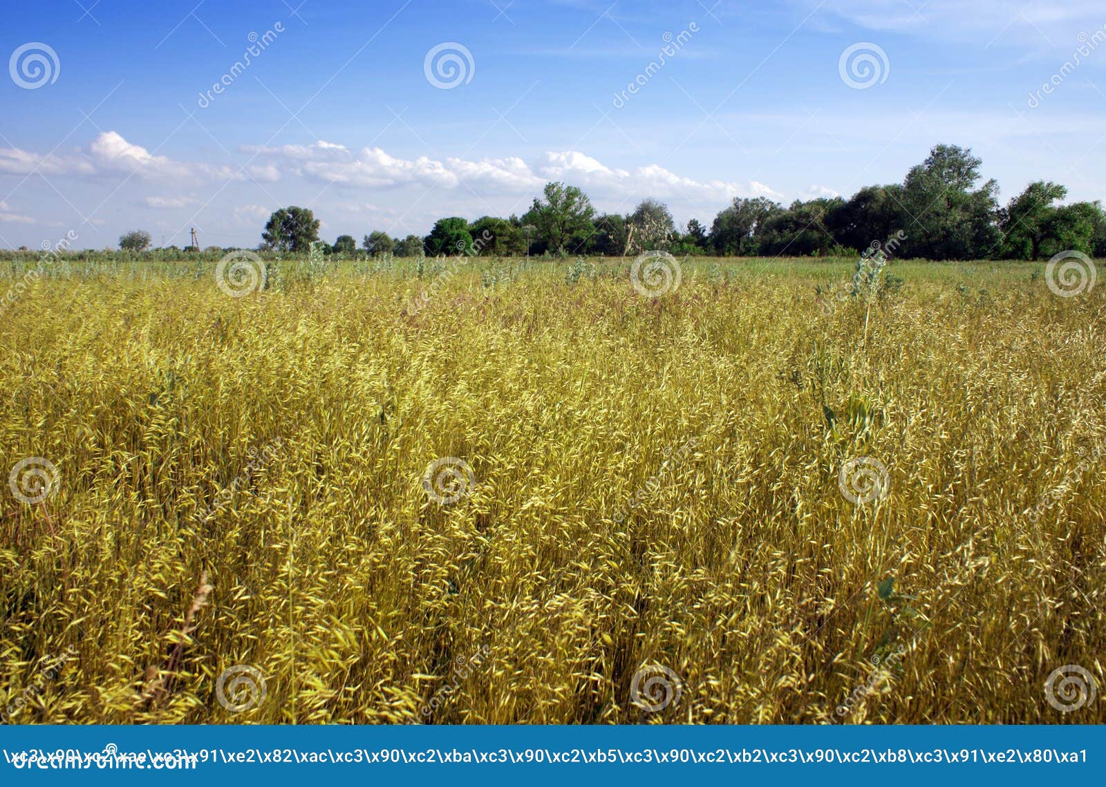 Yellow field stock photo. Image of path, season, blue - 5672772