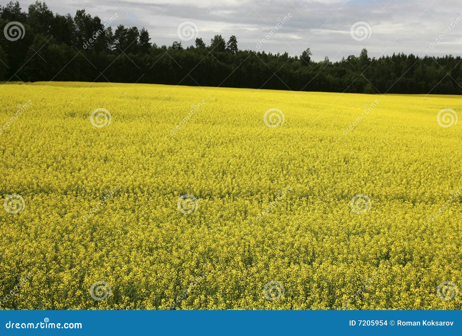Yellow field stock photo. Image of field, yellow, agriculture - 7205954