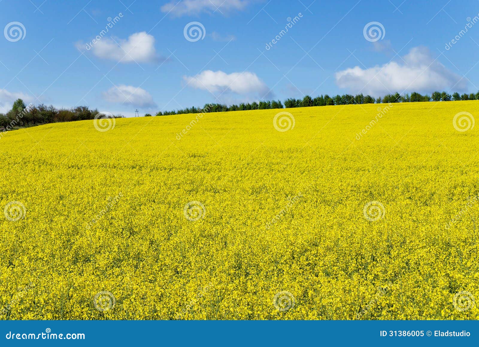 Yellow Field on the Background of Blue Sky Stock Image - Image of ...