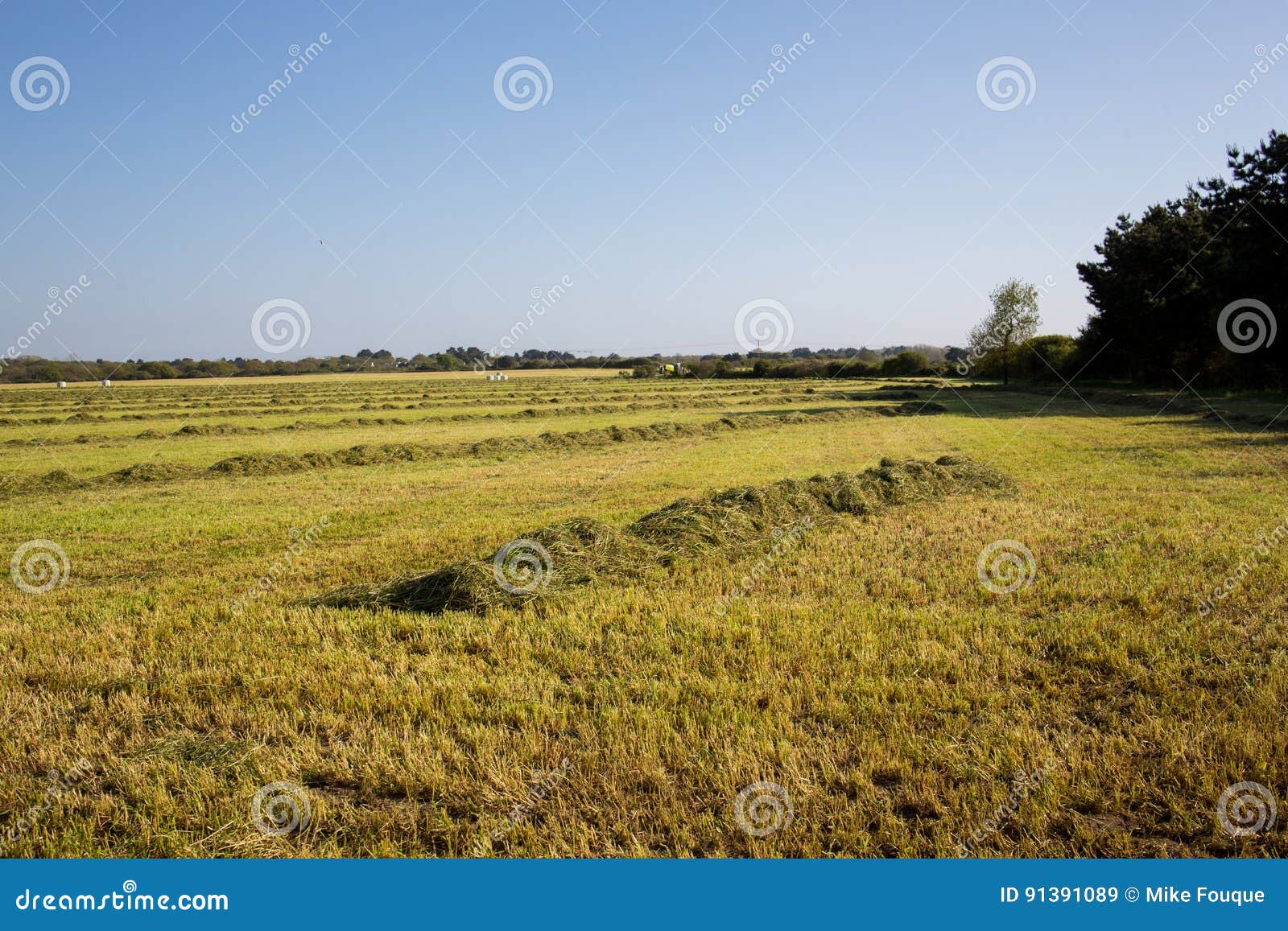 Yellow Field Background stock image. Image of country - 91391089