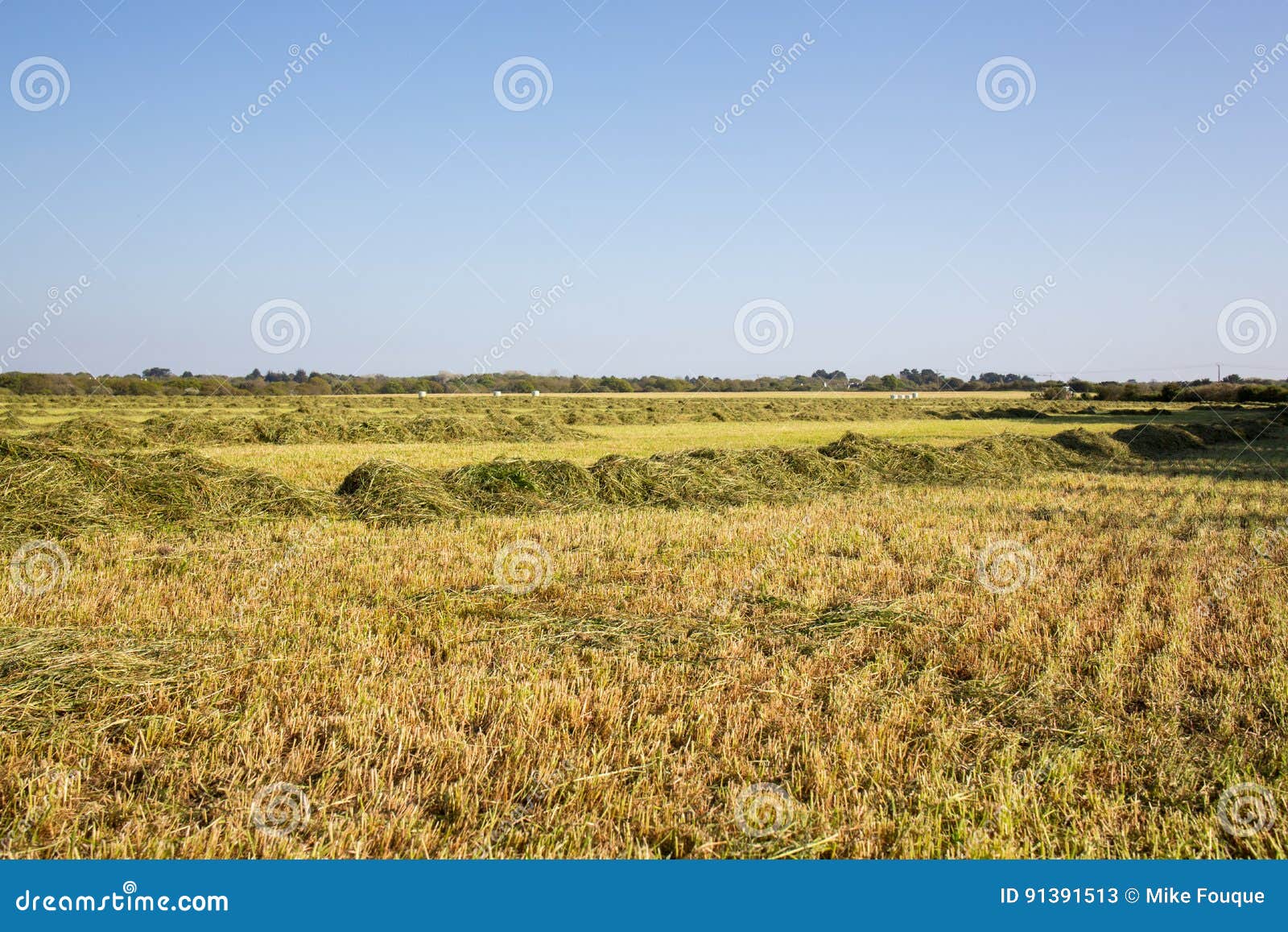 Yellow Field Background stock image. Image of nature - 91391513