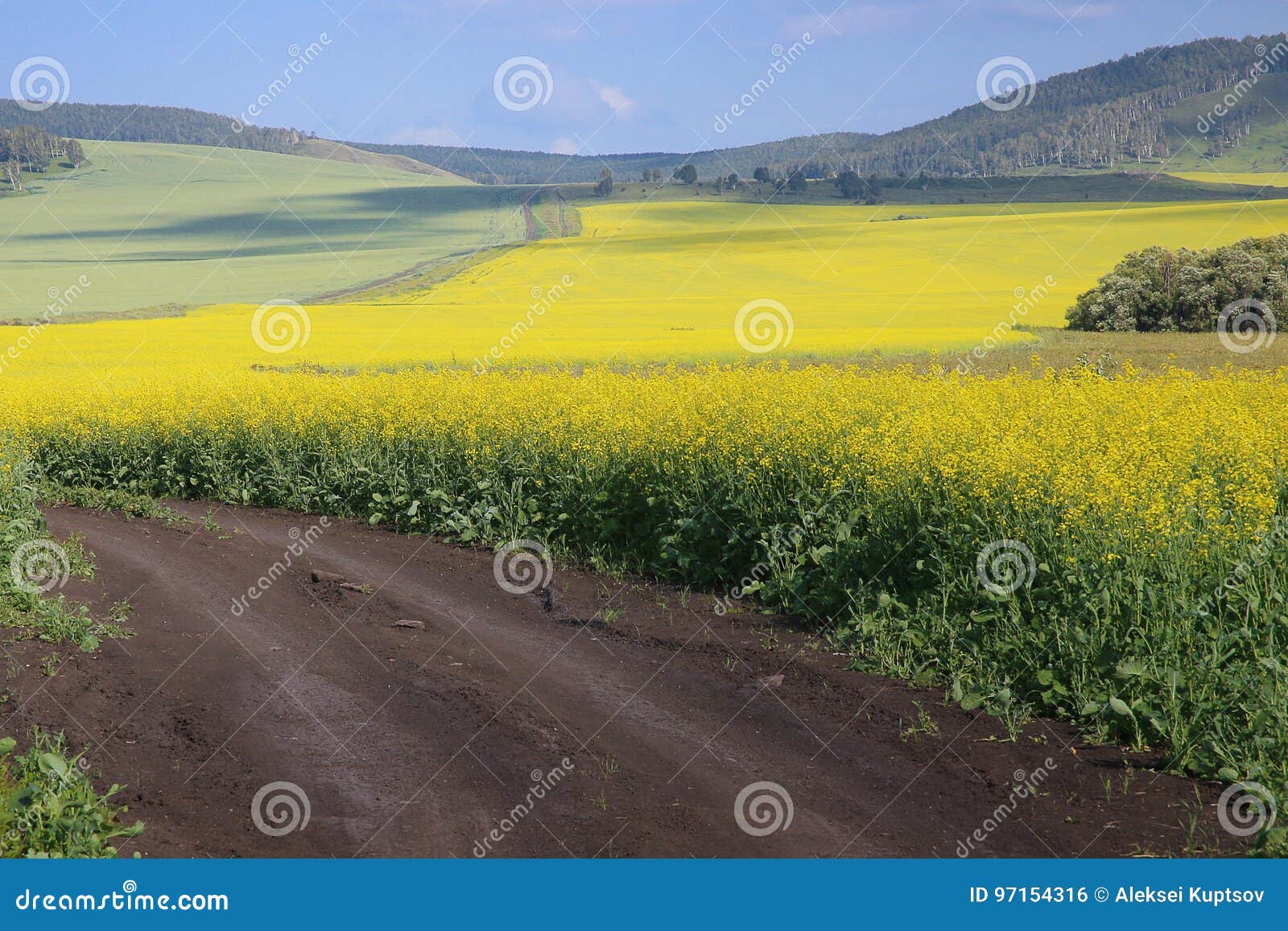 Yellow field stock photo. Image of nature, farm, color - 97154316