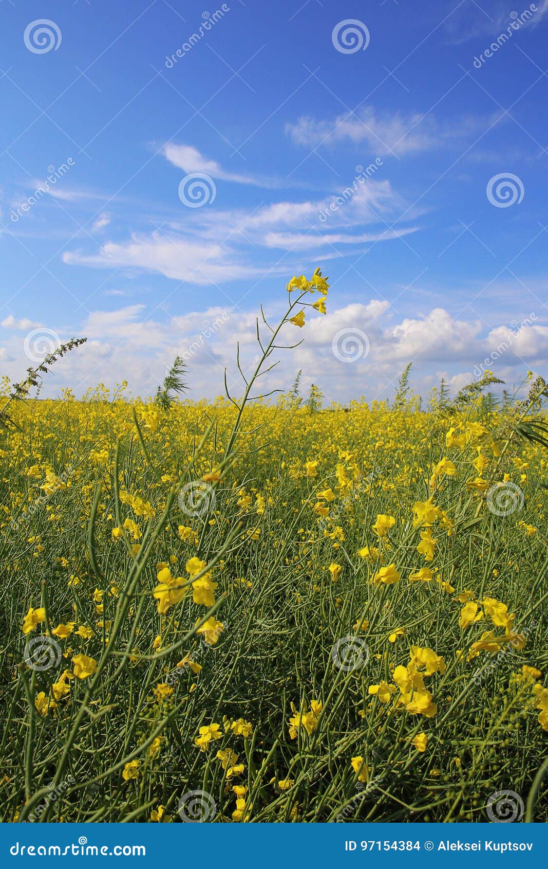 Yellow field stock photo. Image of natural, grass, landscape - 97154384
