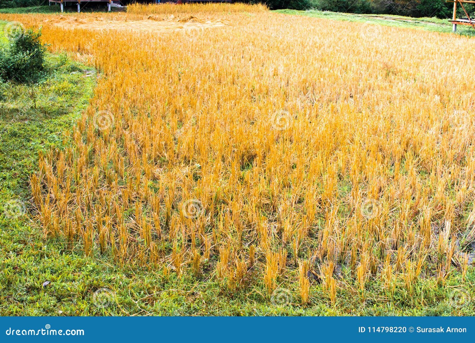 Yellow Field and Beautiful Mountain Views. Stock Photo - Image of house ...