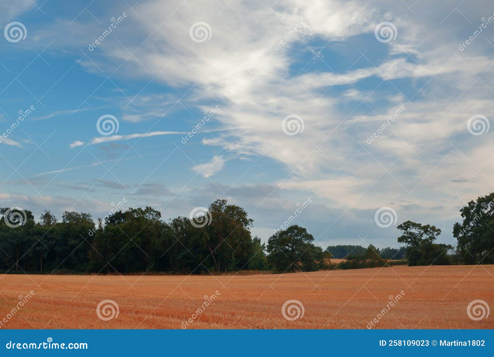 Yellow field and blue sky stock image. Image of cloud - 258109023
