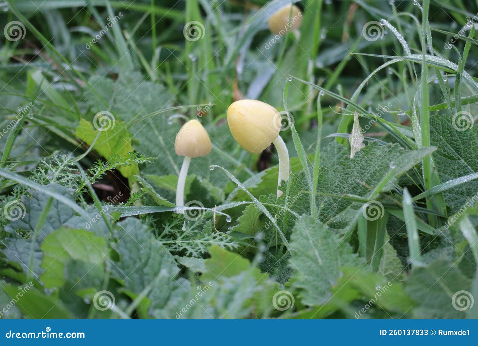 Yellow Field-Cap Mushrooms, One of Which Hangs His Head Stock Image ...