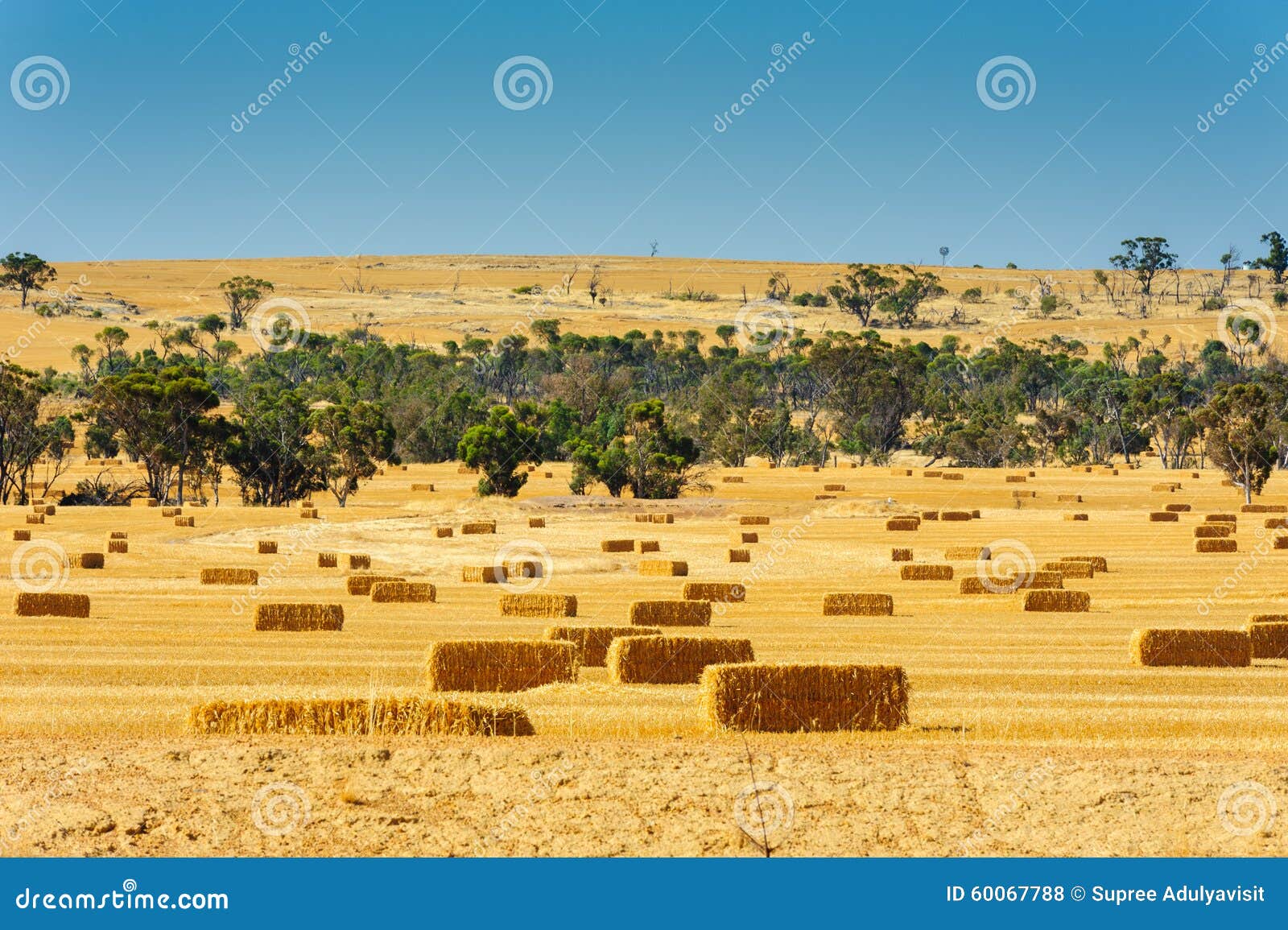 Yellow Field stock photo. Image of outdoor, grass, crop - 60067788