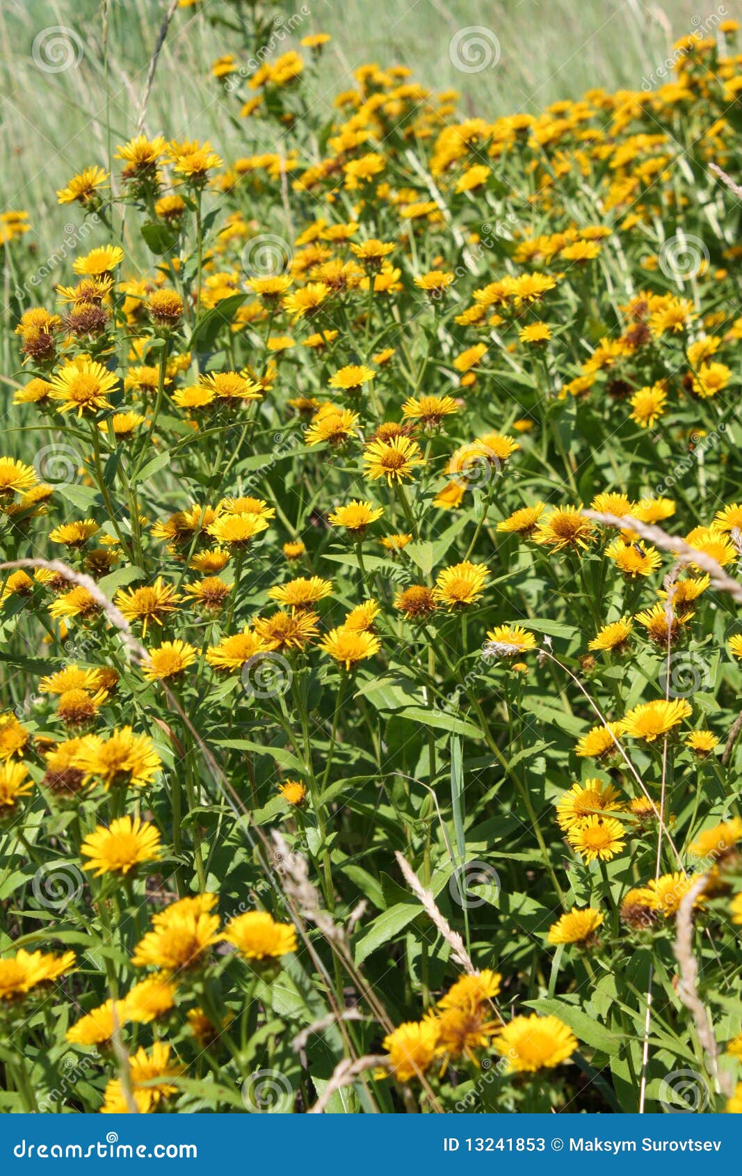 Yellow field flowers stock image. Image of meadow, foreground - 13241853
