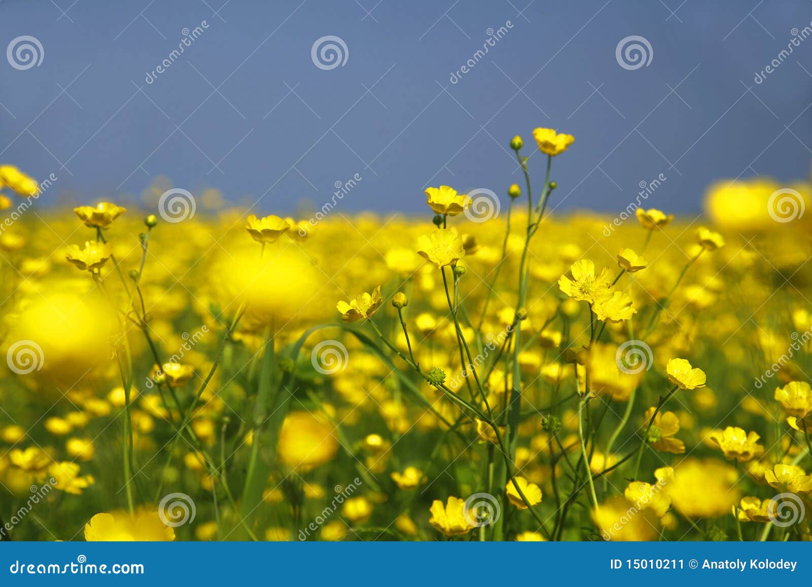 Yellow field flowers stock image. Image of idyllic, outdoors - 15010211