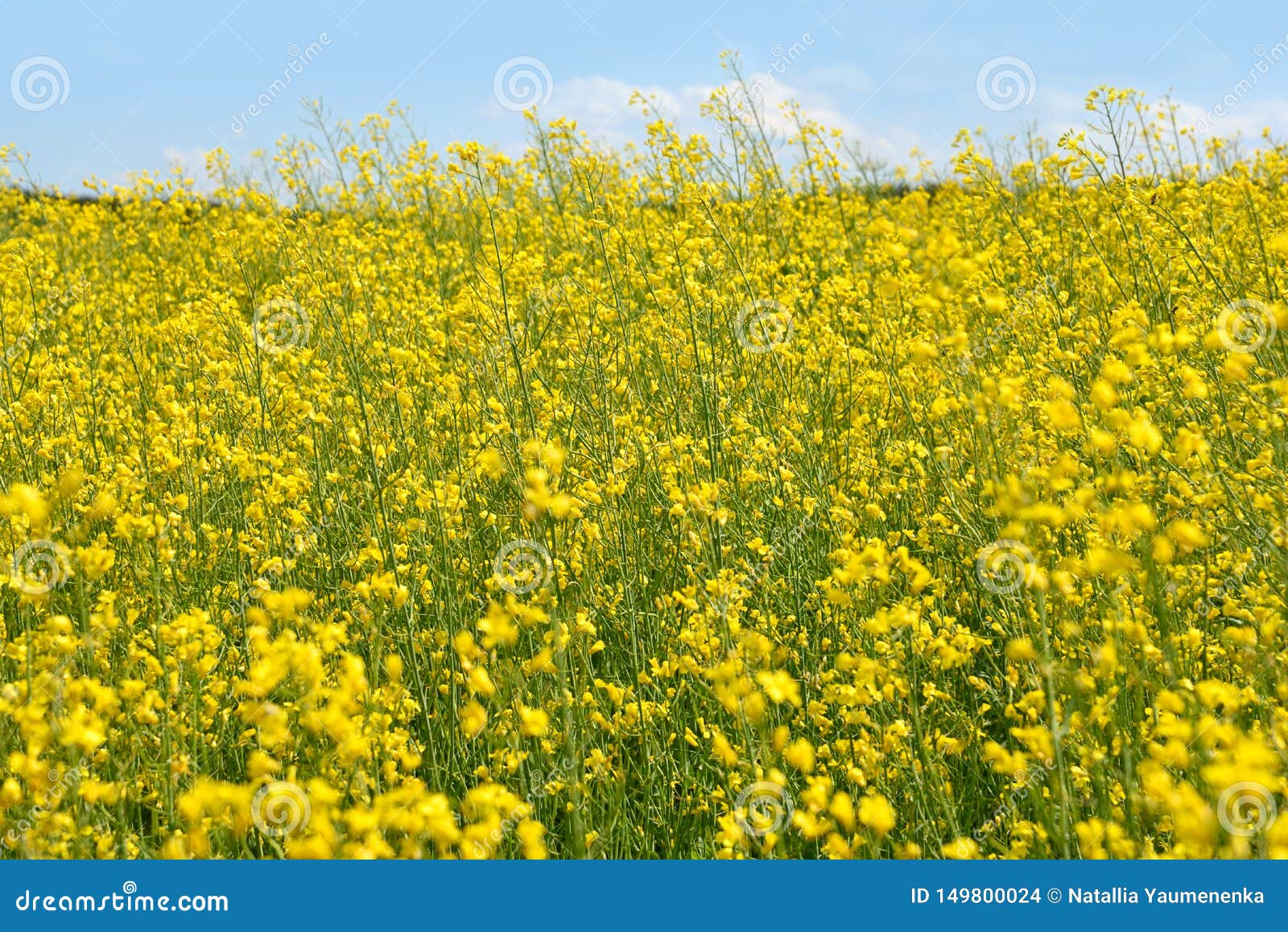 Yellow field stock photo. Image of biodiesel, meadow - 149800024